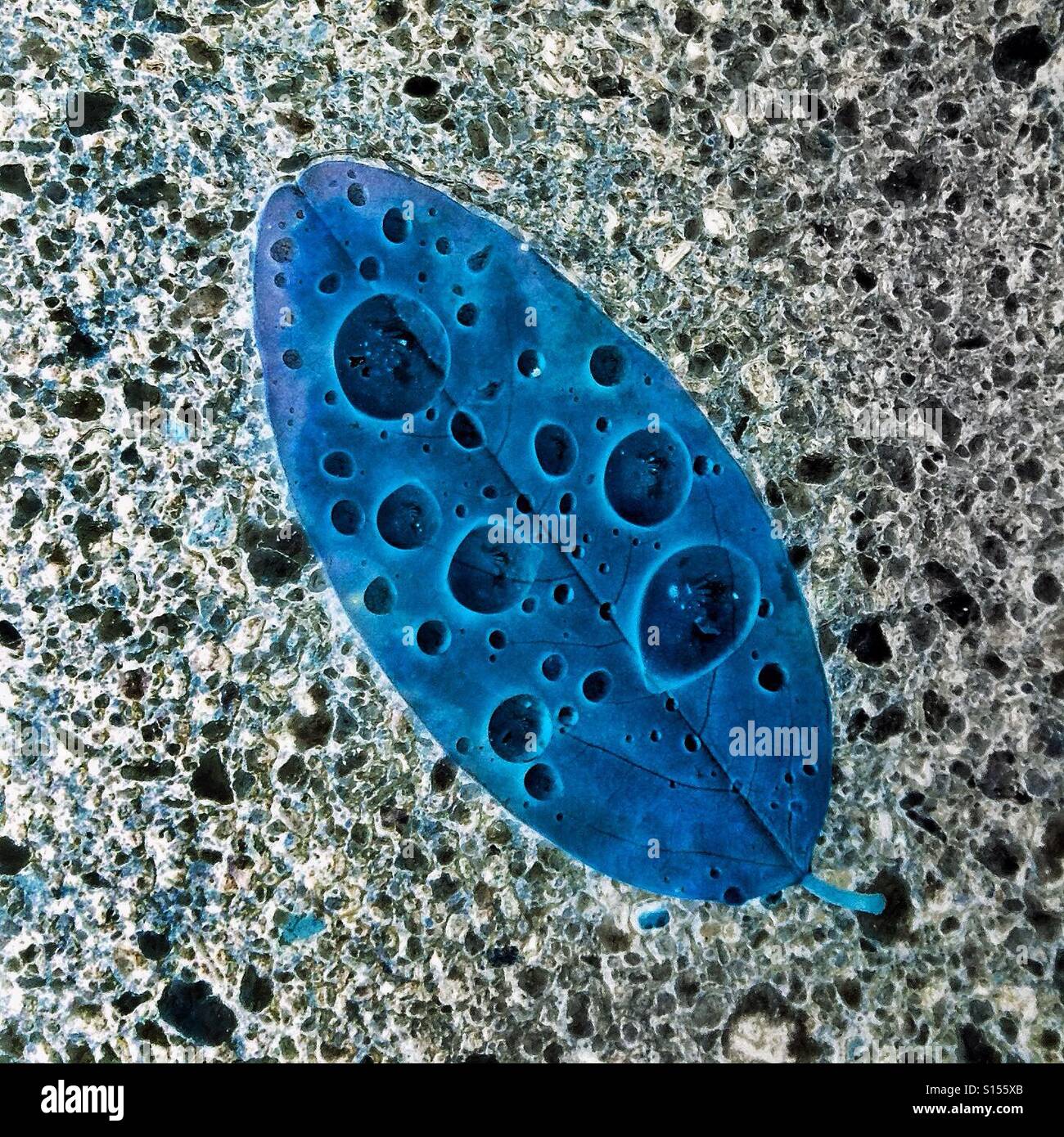 Drops of water on a leaf . Negative effect Stock Photo - Alamy