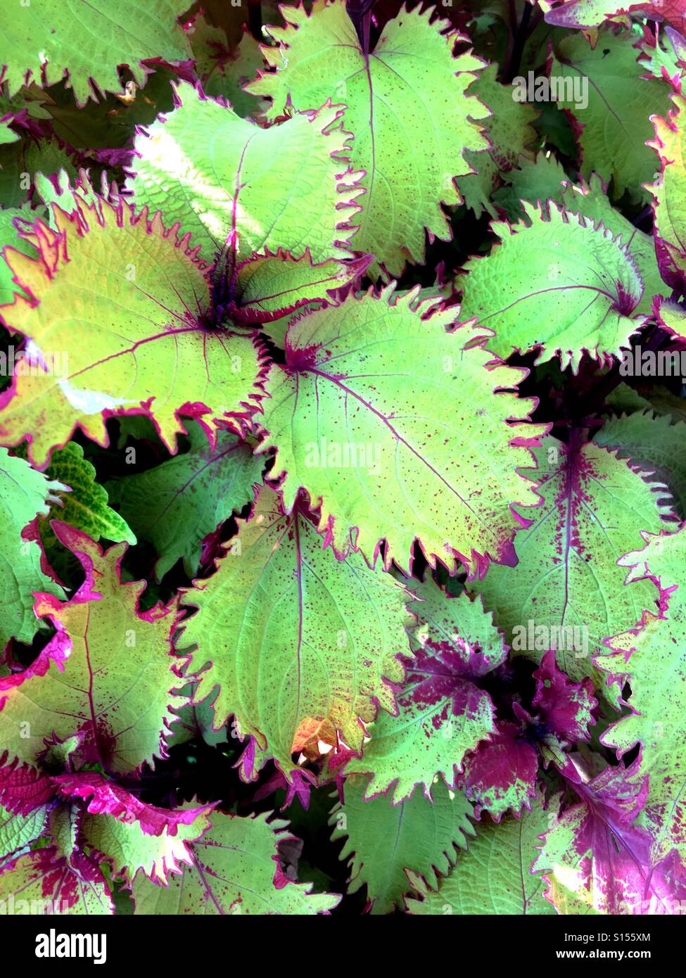 Purple fall foliage hi-res stock photography and images - Alamy