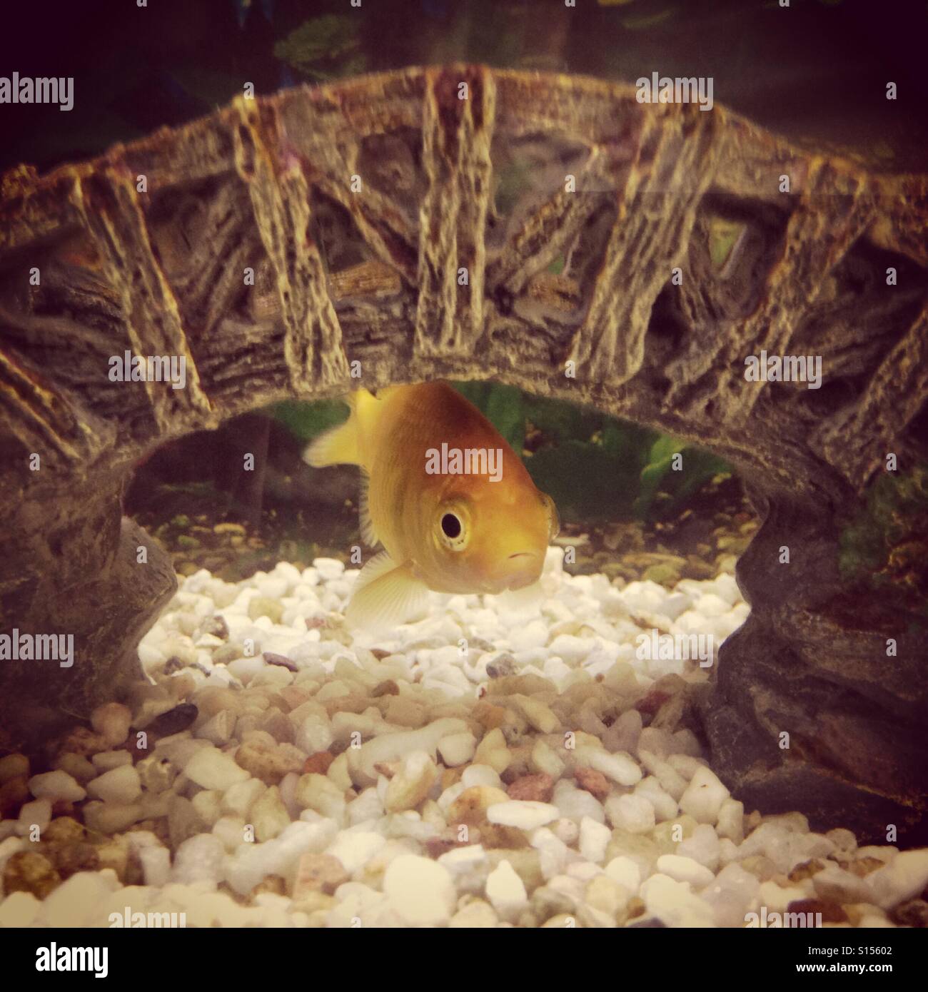 Gold fish aquarium hi-res stock photography and images - Alamy