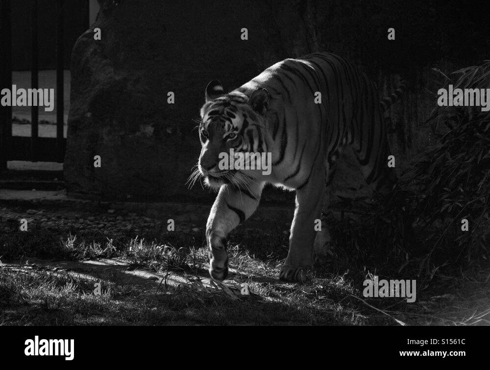 White tiger in zoo Black and White Stock Photos & Images - Alamy