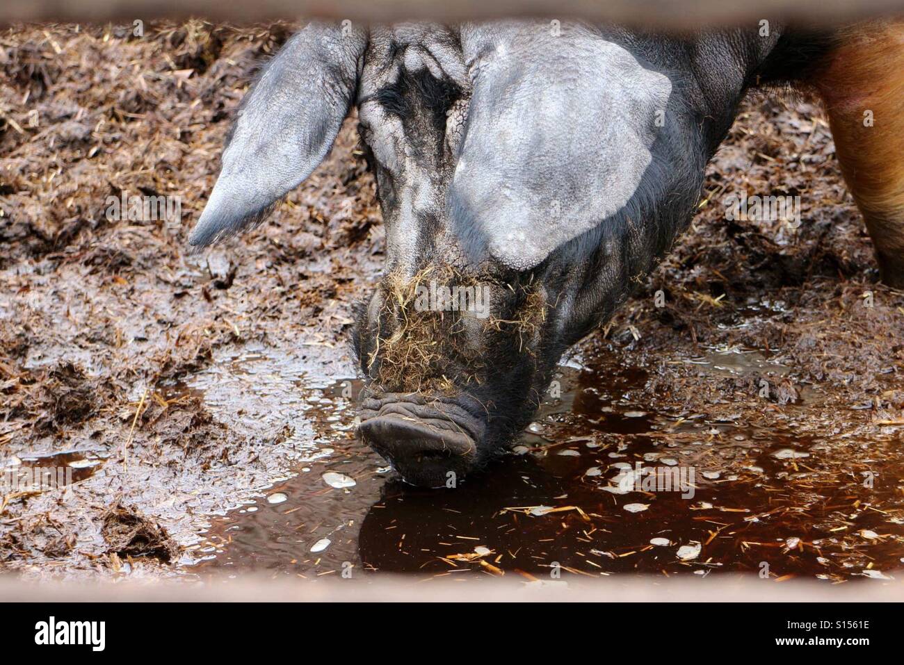 Pig In Swill Stock Photo - Alamy