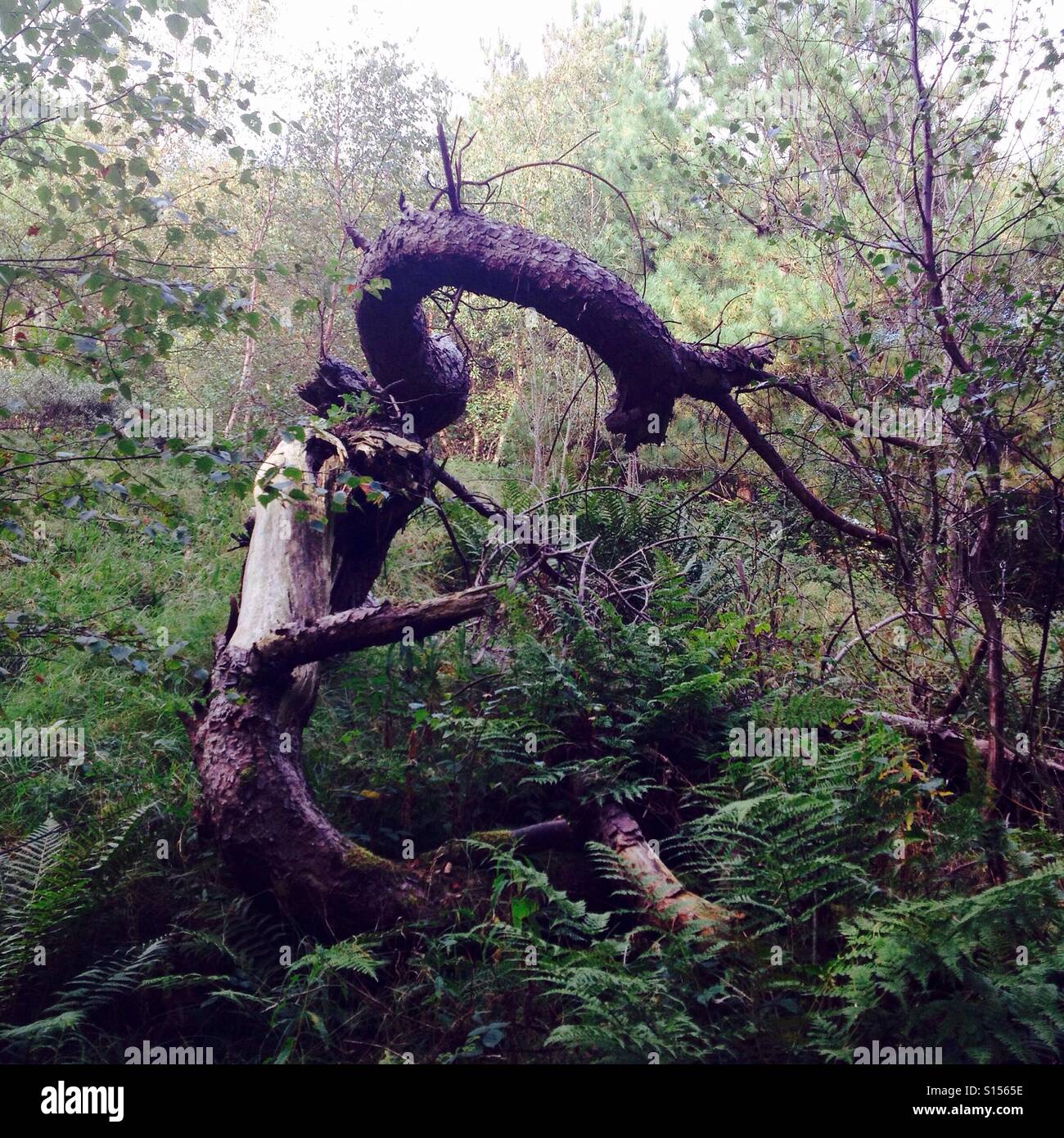 Strange Trees High Resolution Stock Photography and Images - Alamy