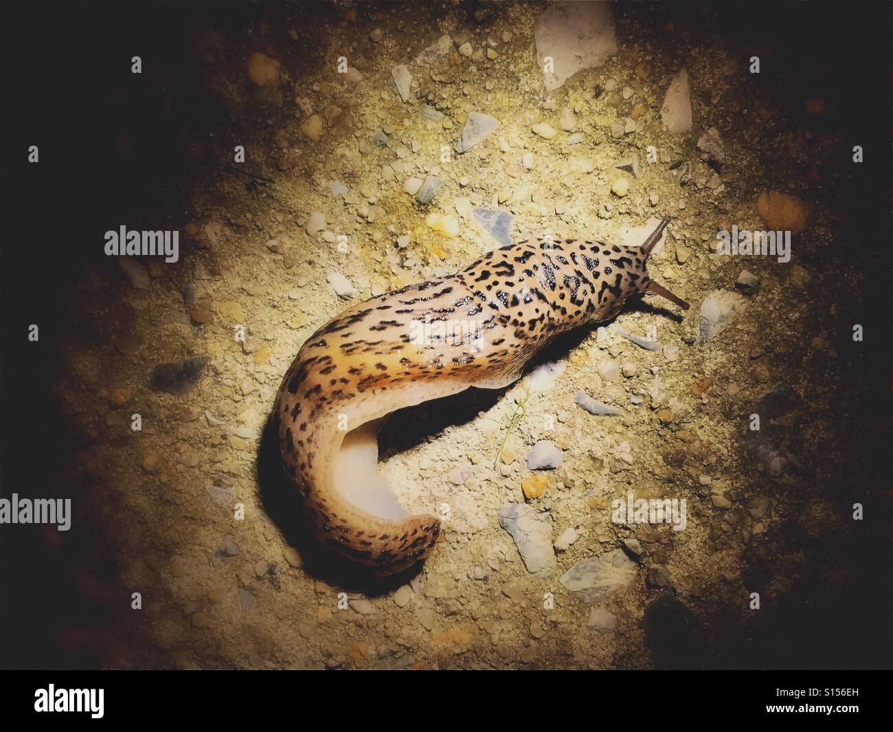 Leopard slug at night Stock Photo - Alamy
