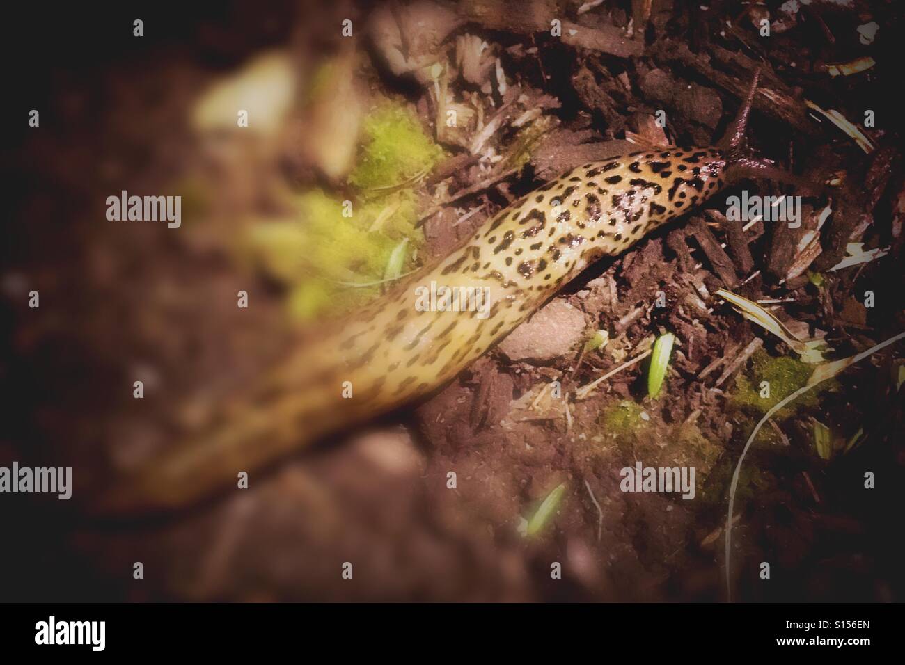 Great grey slug hi-res stock photography and images - Alamy