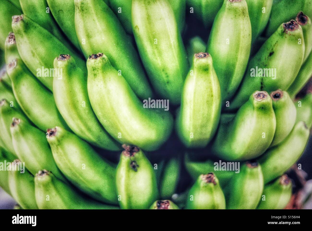 Not ripe hi-res stock photography and images - Alamy
