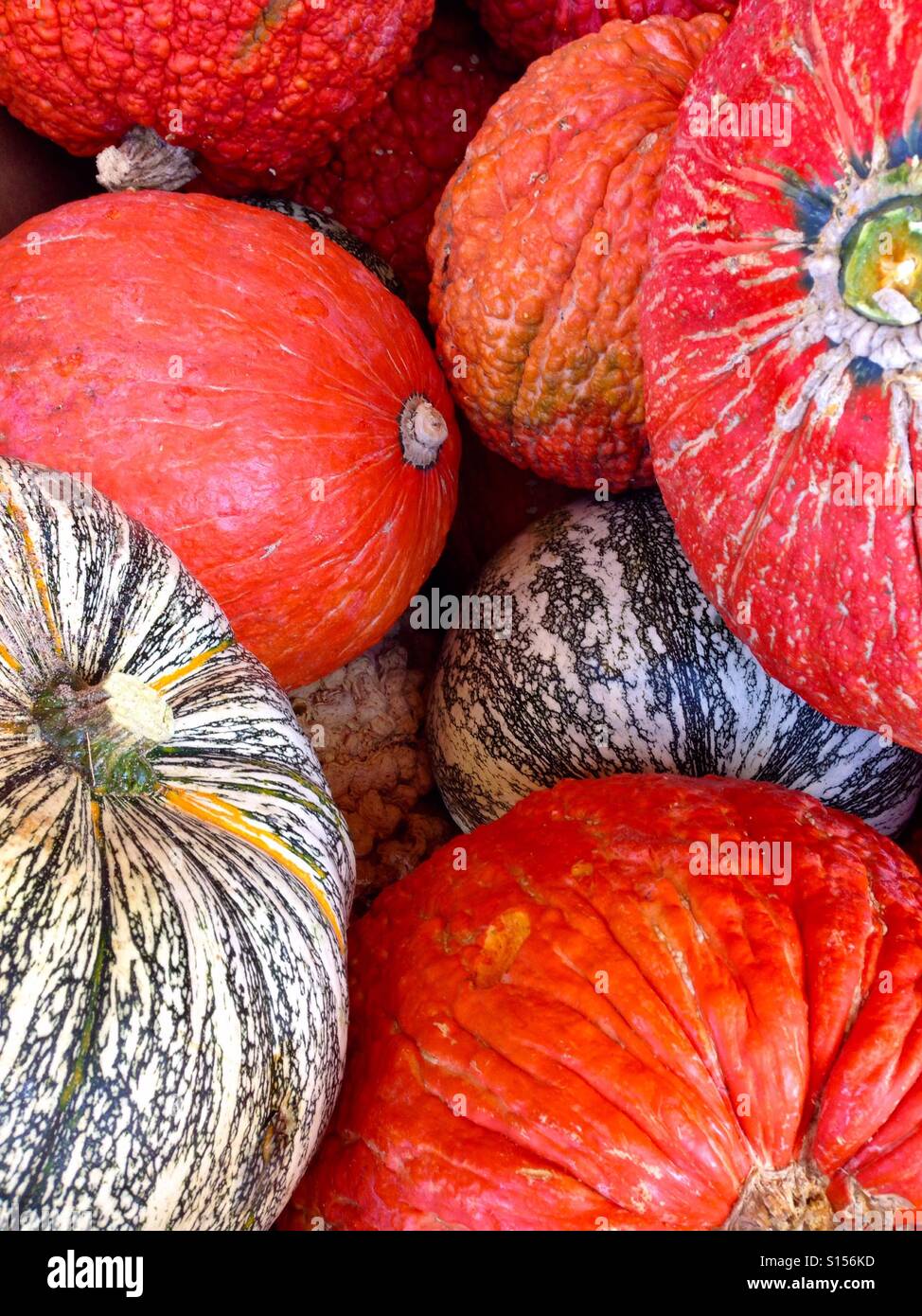 Colorful fall gourds Stock Photo - Alamy