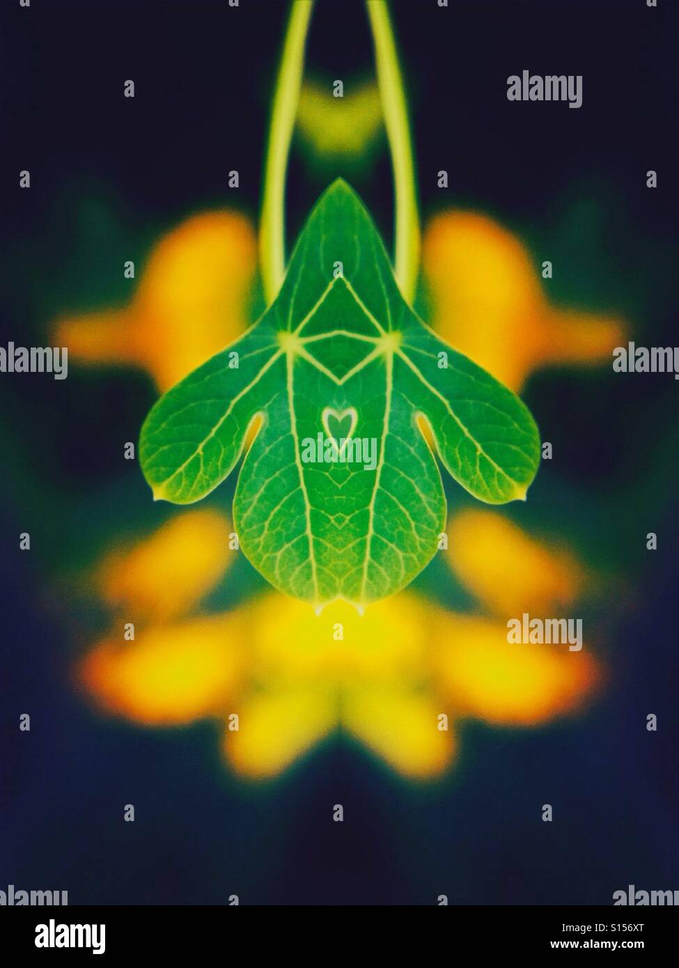 Symmetrical leaf hi-res stock photography and images - Alamy