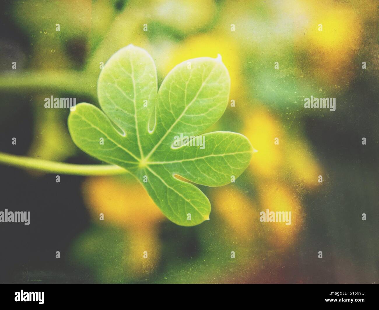Small leaf hi-res stock photography and images - Alamy