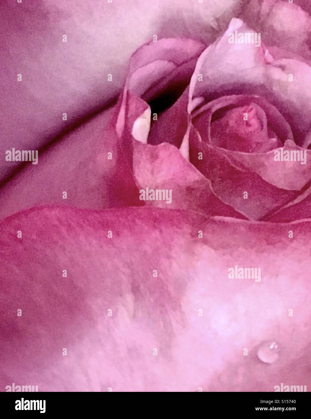 Rosey hi-res stock photography and images - Alamy