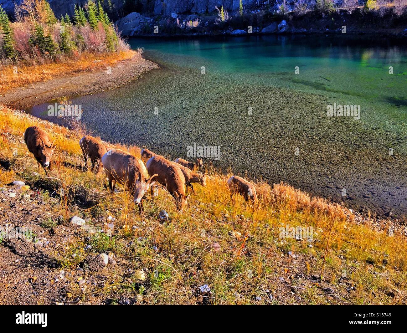 Foraging by animals hi-res stock photography and images - Alamy