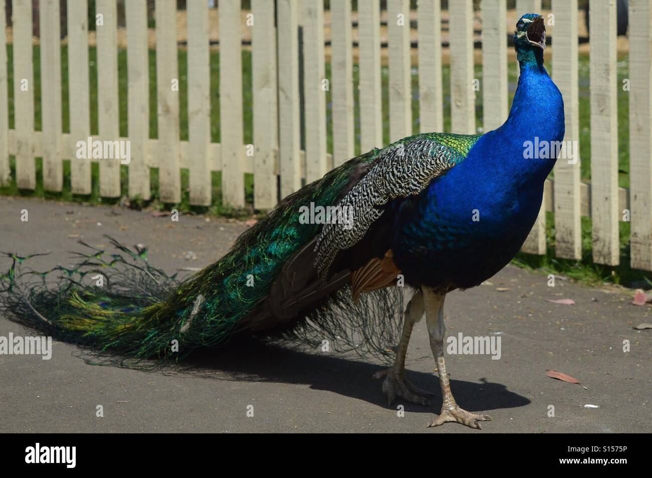 Peacocking High Resolution Stock Photography and Images - Alamy