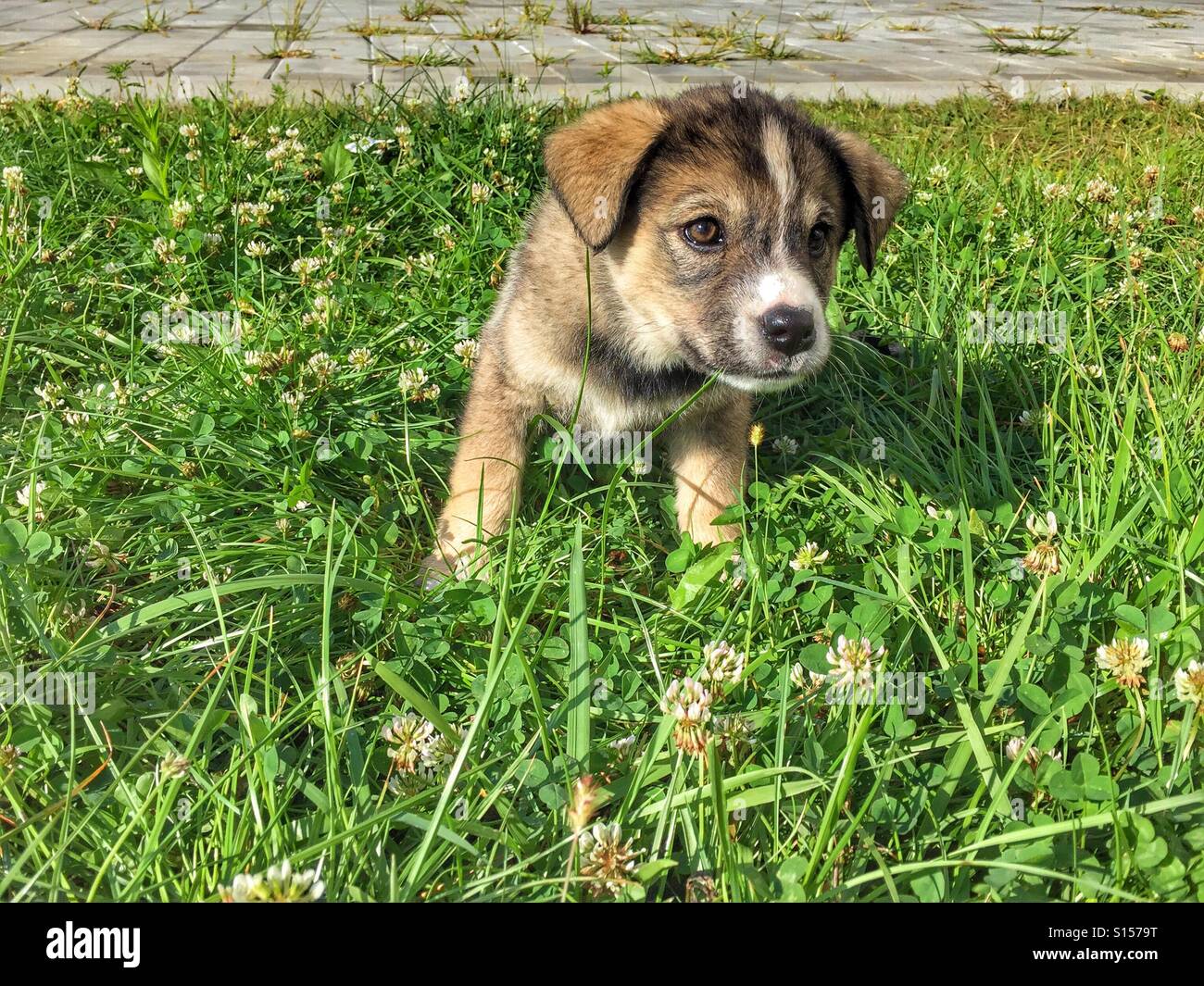 Doggy hi-res stock photography and images - Alamy
