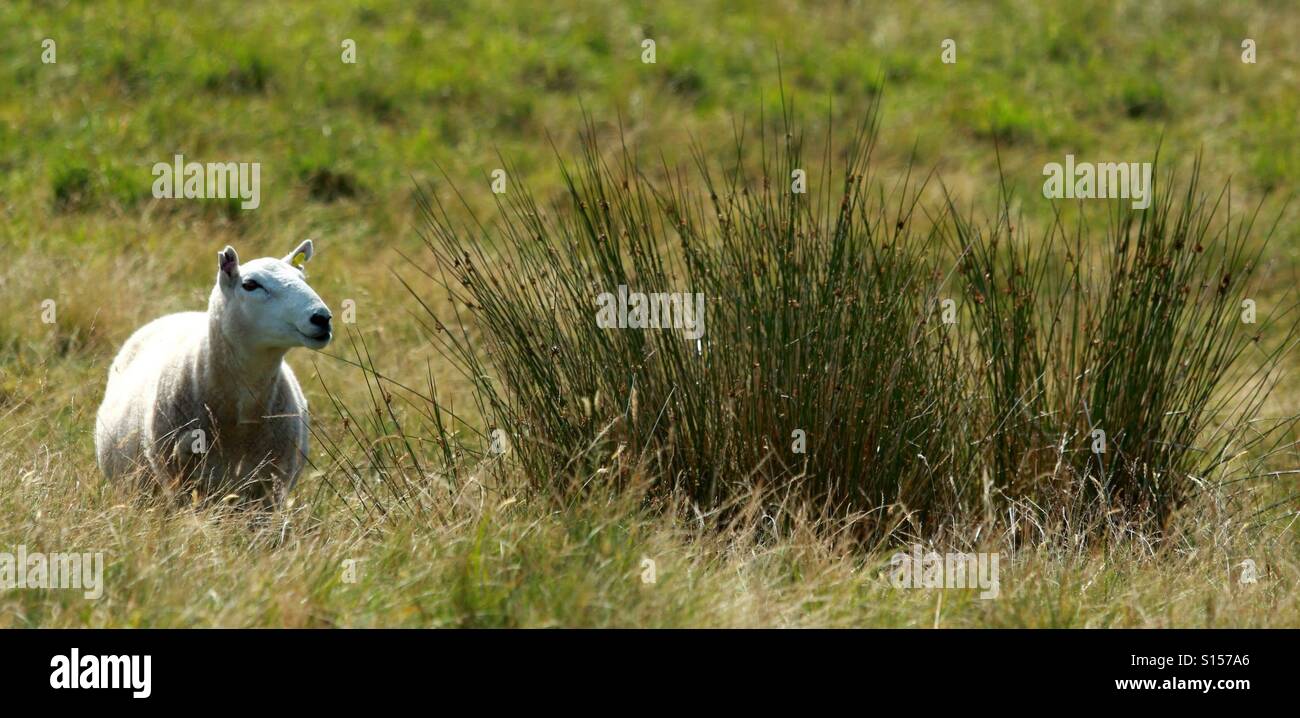 Sheep in Grass Stock Photo - Alamy