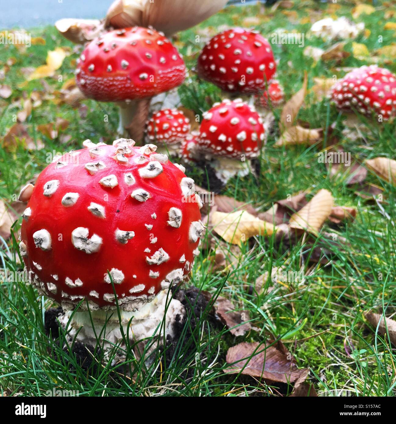 Types Of Red Mushrooms (With Pictures) Identification Guide, 53% OFF