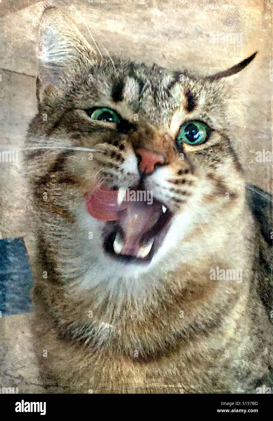 Very hungry cat hi-res stock photography and images - Alamy