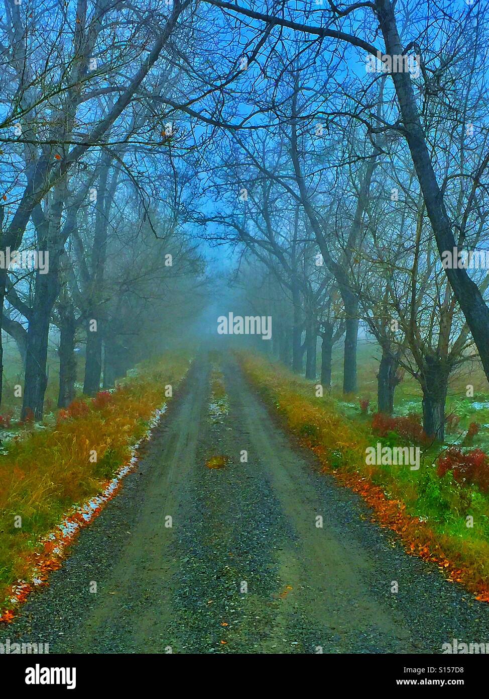 Tree lines lane hi-res stock photography and images - Alamy