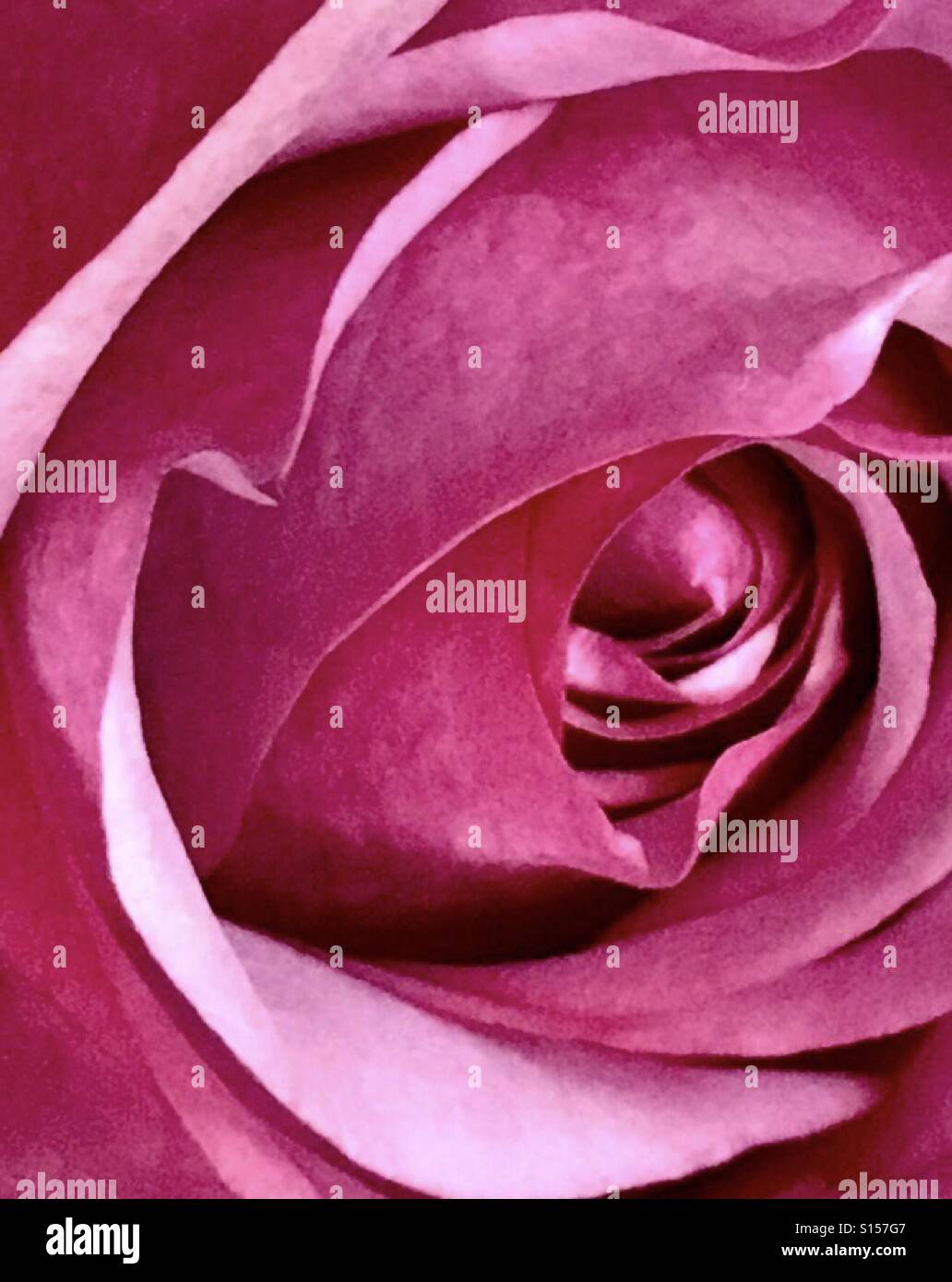 Rosey hi-res stock photography and images - Alamy