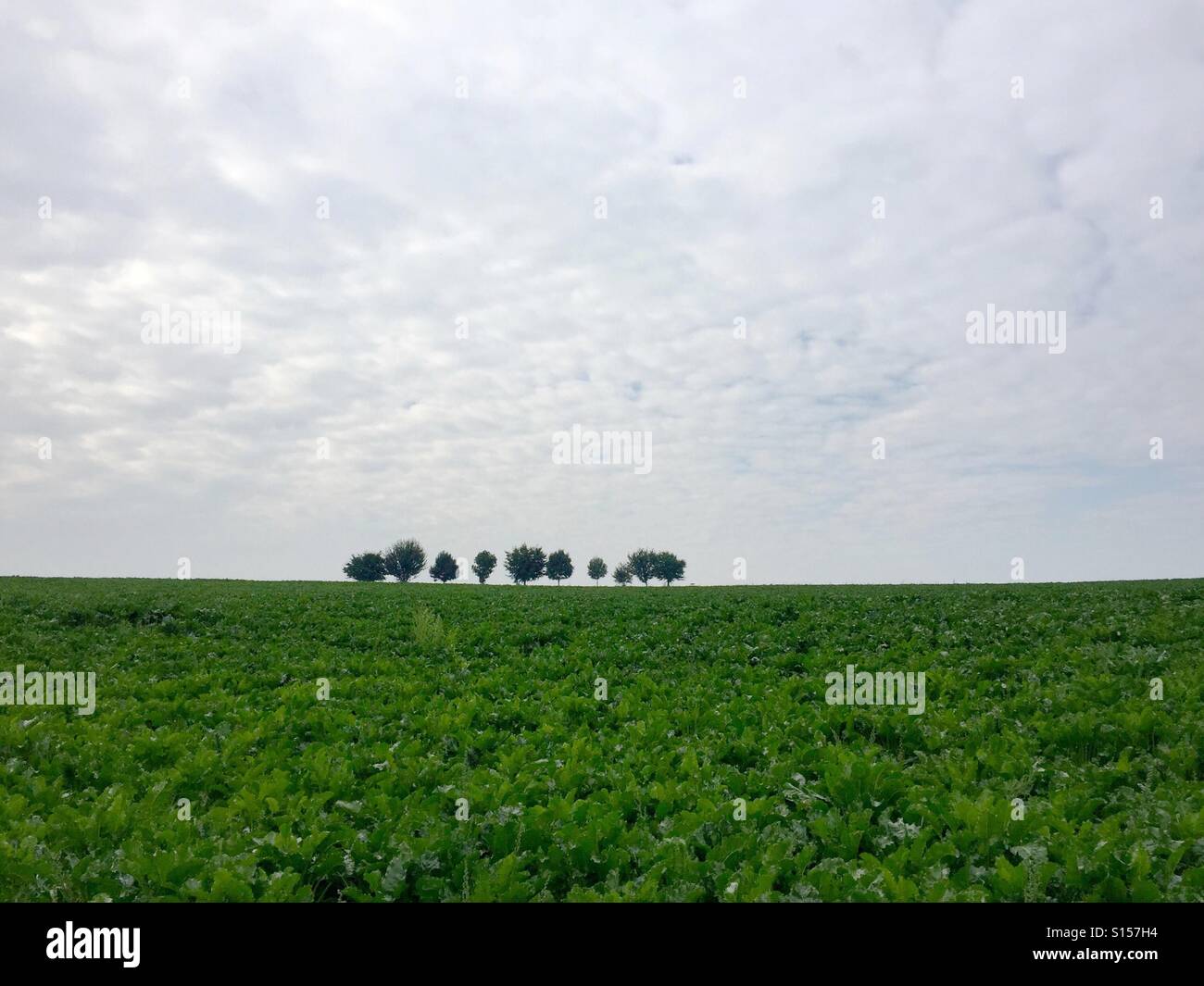 Ten trees on a line on horizon of farmland and cloudy sky Stock Photo ...