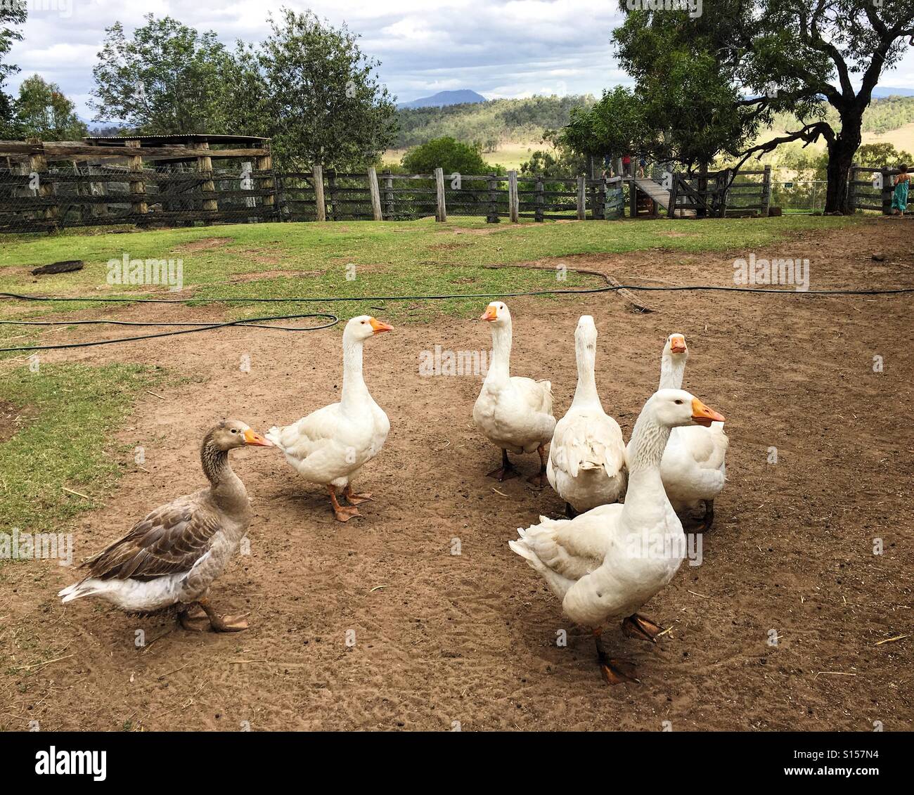 Geese farmyard hi-res stock photography and images - Alamy