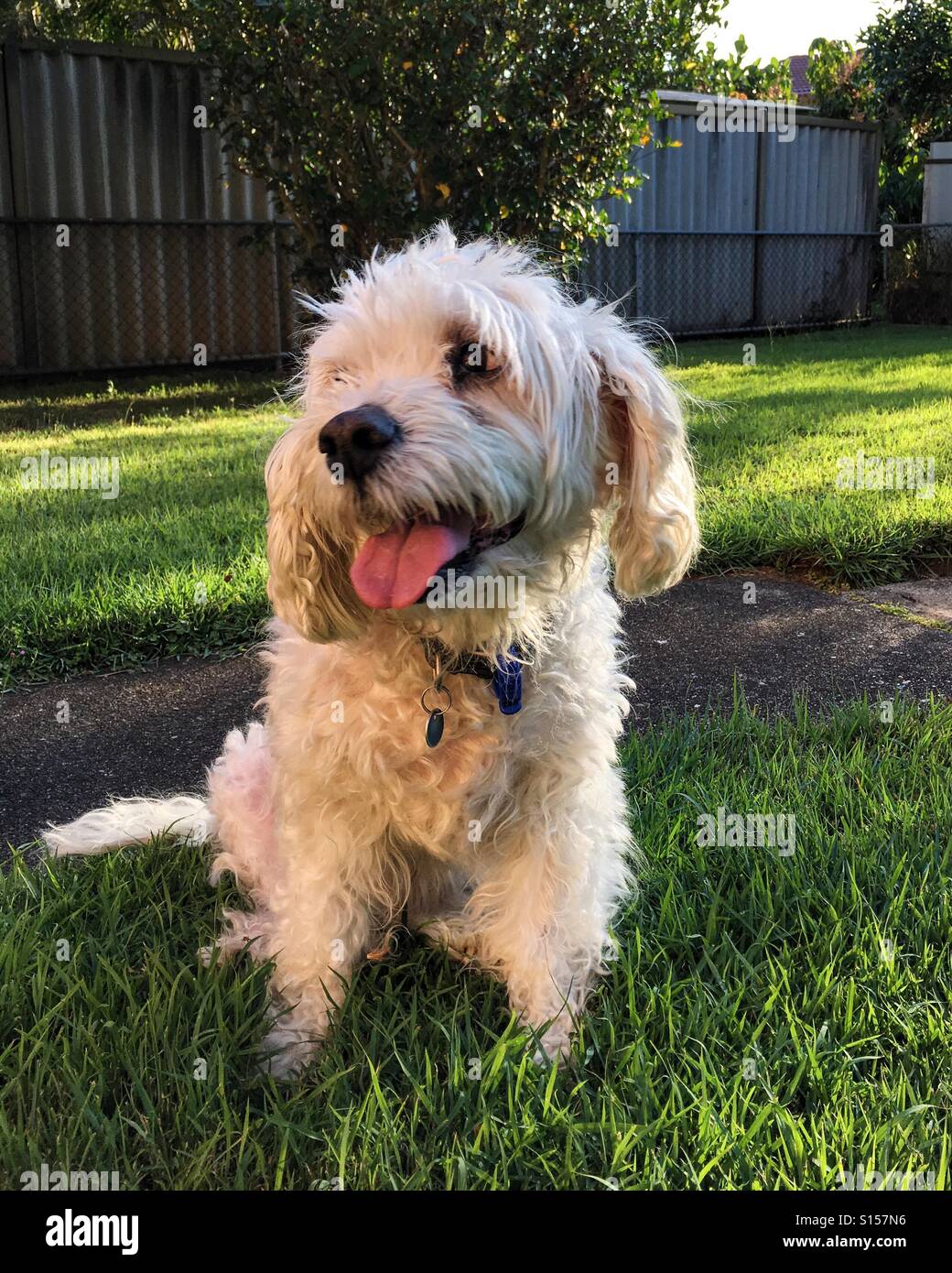 Cavoodle hi-res stock photography and images - Alamy