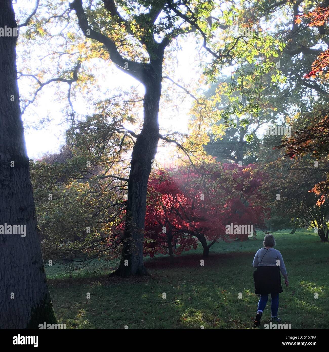 Walks autumn uk forest hi-res stock photography and images - Alamy