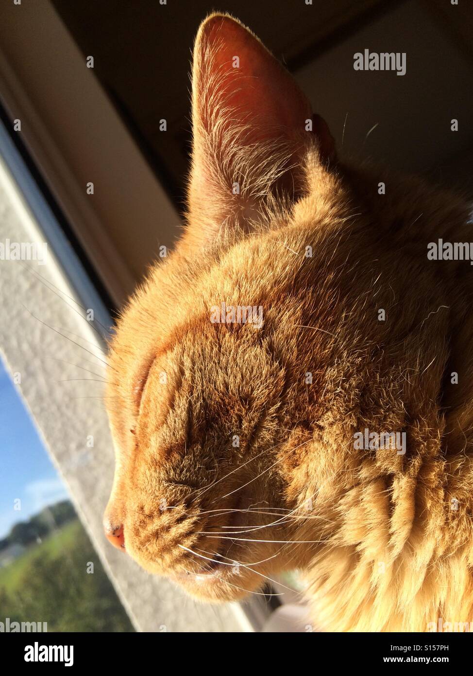 Dozing cat hi-res stock photography and images - Alamy