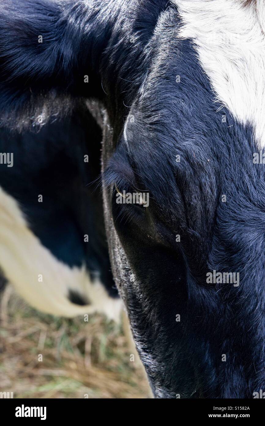 Cow eyelashes hi-res stock photography and images - Alamy