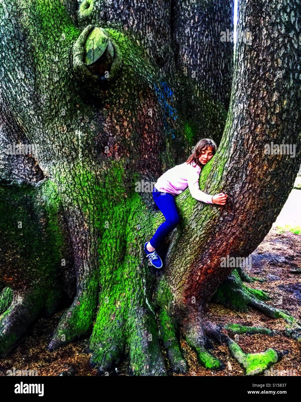 Magic tree hi-res stock photography and images - Alamy