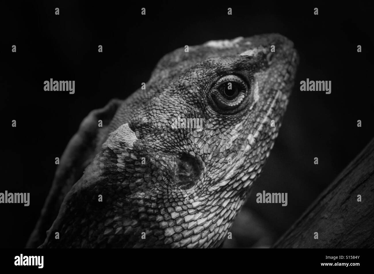 Iguana Lizard Black and White Stock Photos & Images - Alamy