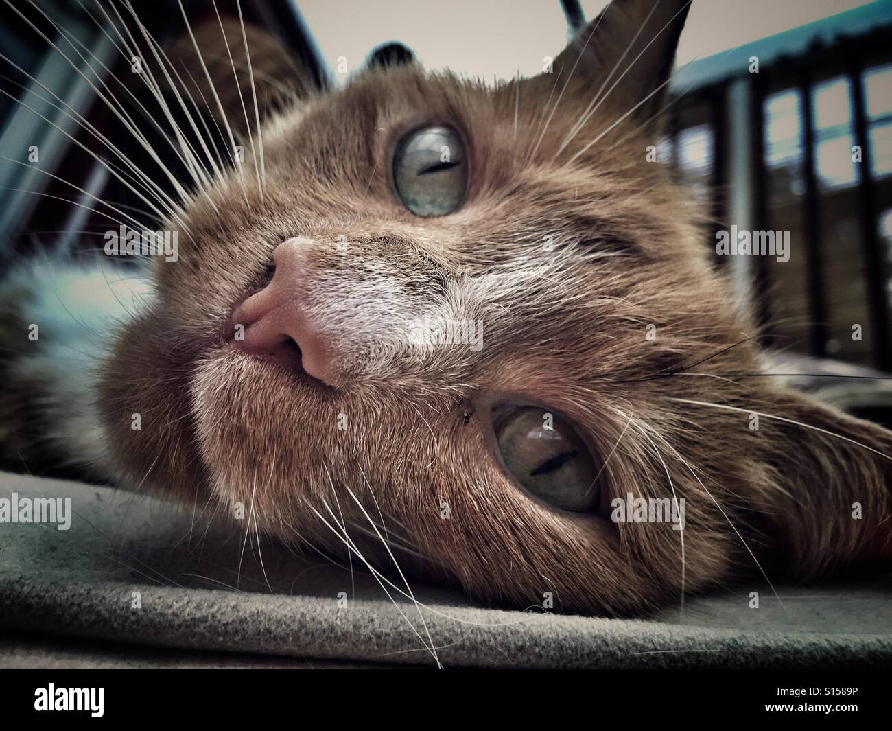 Close up cat portrait Stock Photo - Alamy