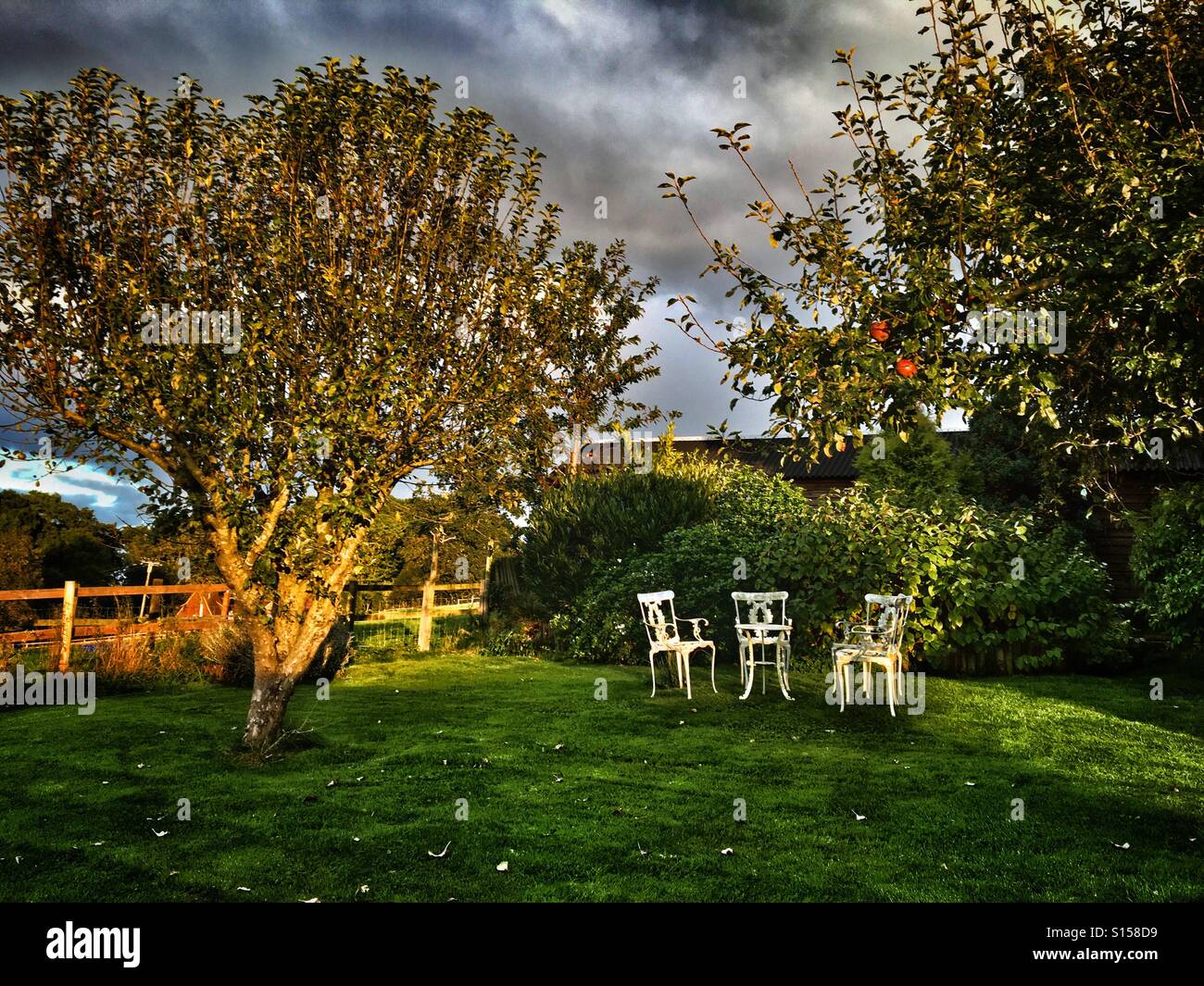 Two apple trees in a garden with a white table and four chairs in ...