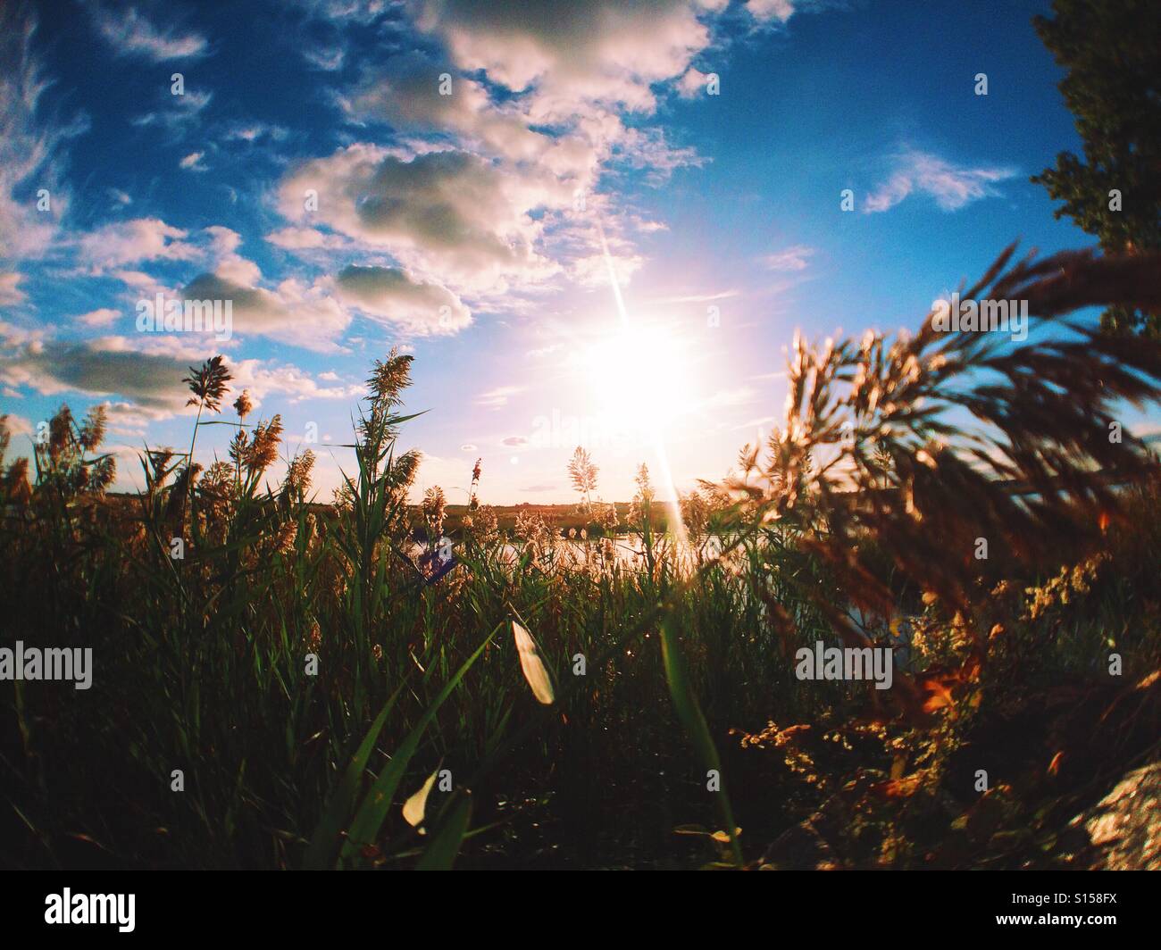 Wide wheat field Stock Photo - Alamy