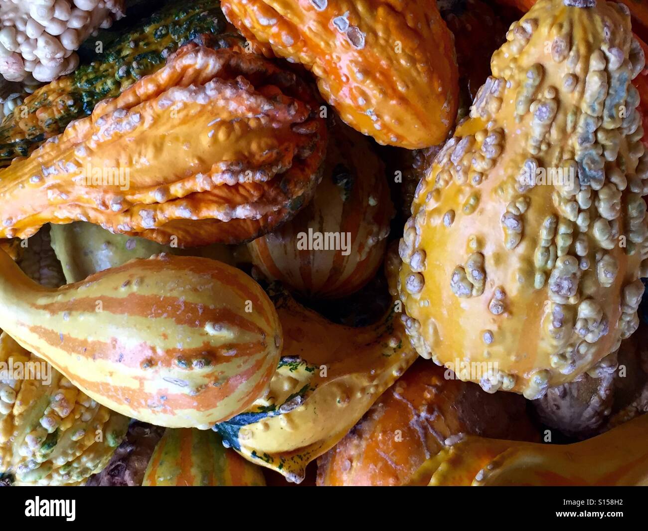 Gourds harvest hi-res stock photography and images - Alamy