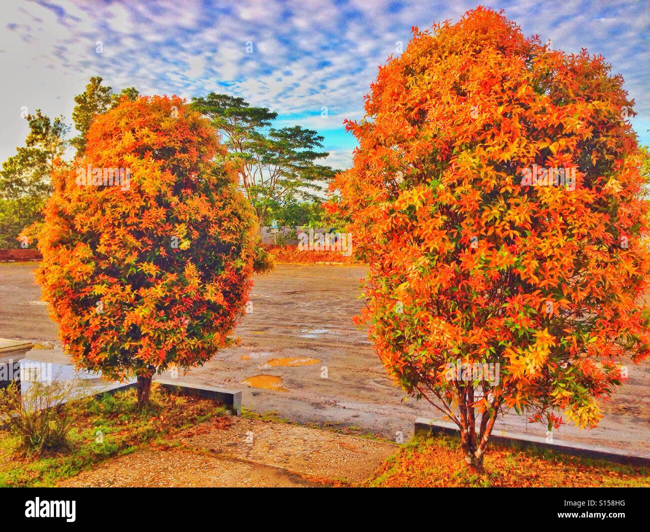 Colorful trees hi-res stock photography and images - Alamy