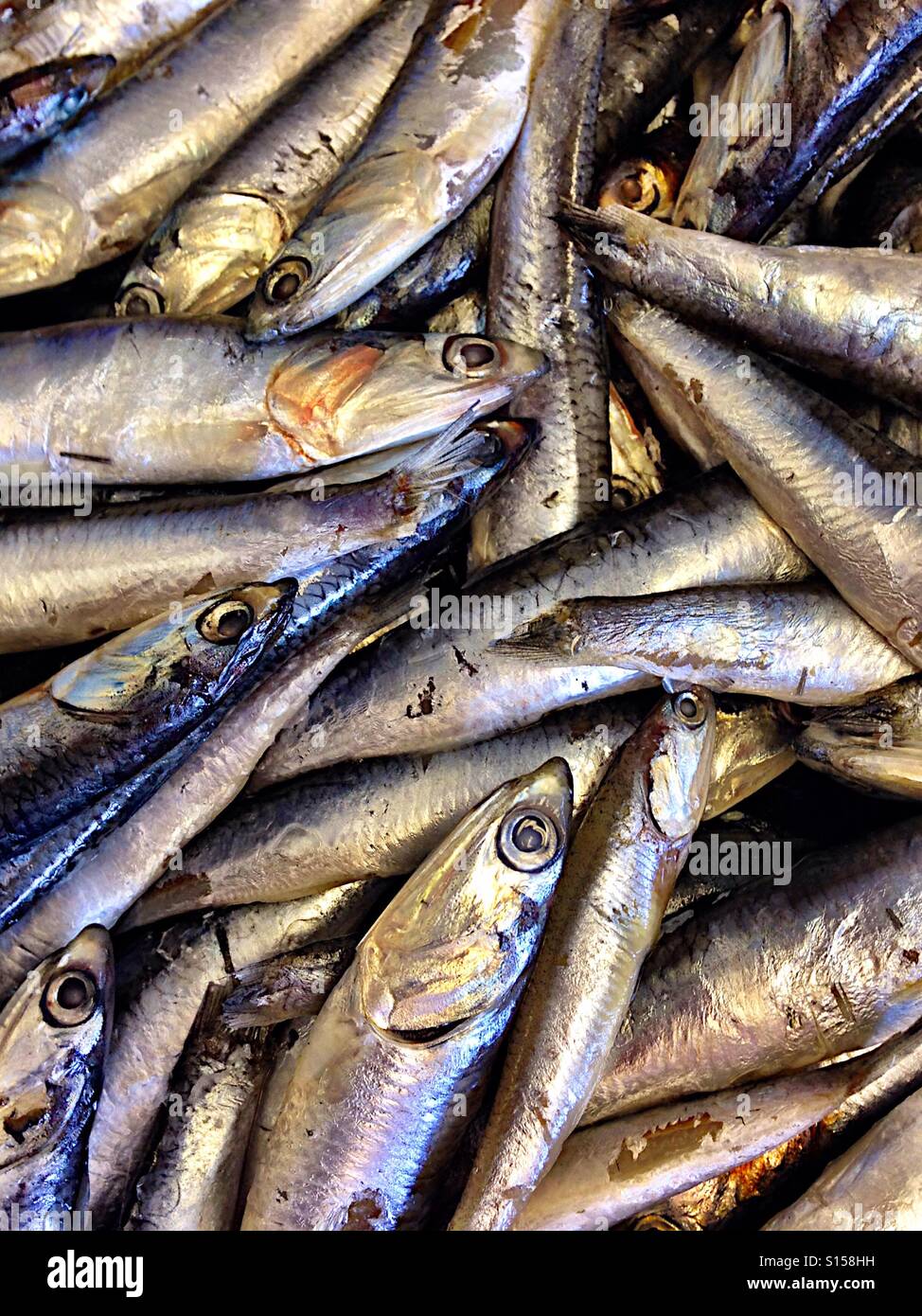 Sardines pacific hi-res stock photography and images - Alamy