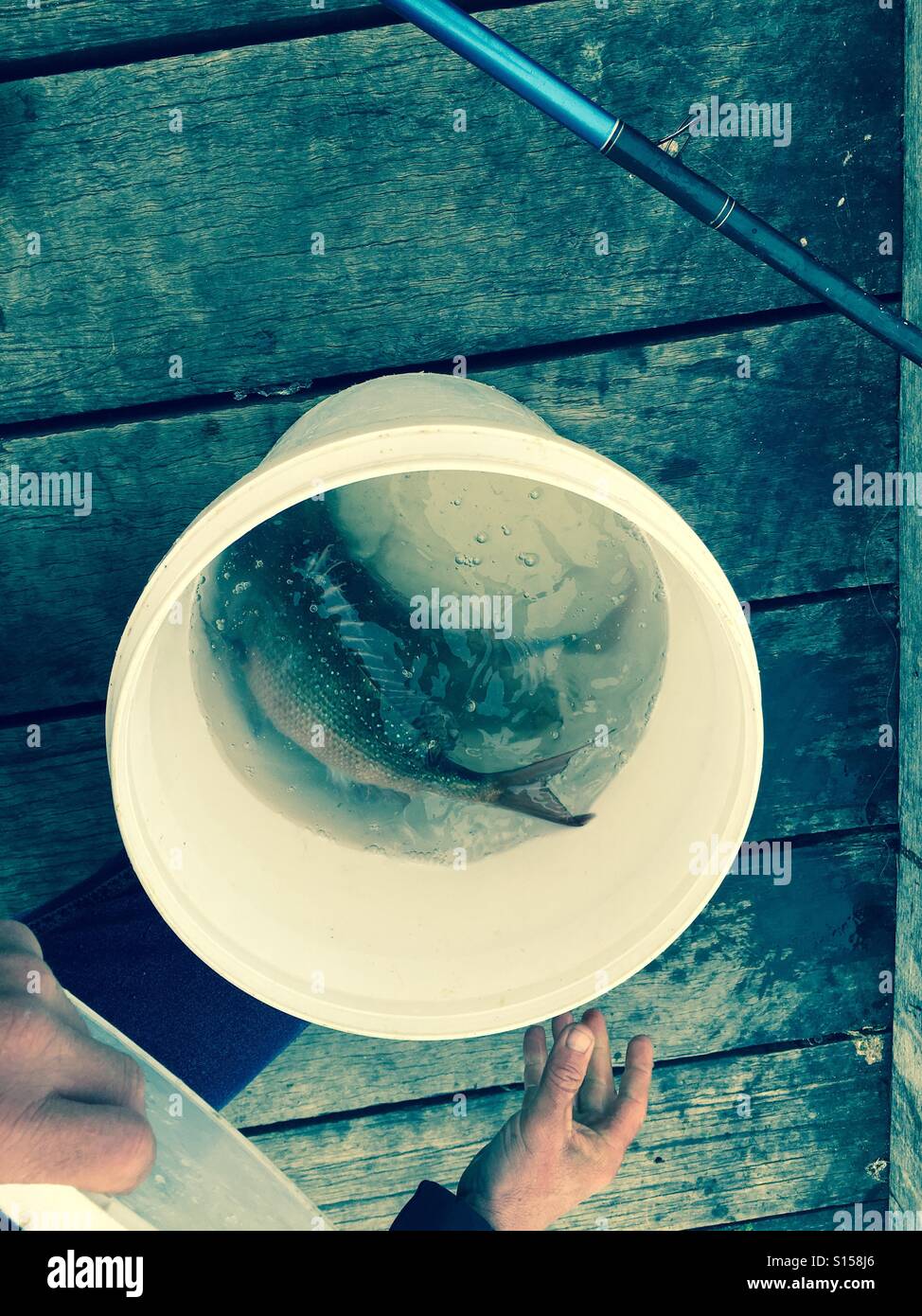 Bucket fish hi-res stock photography and images - Alamy