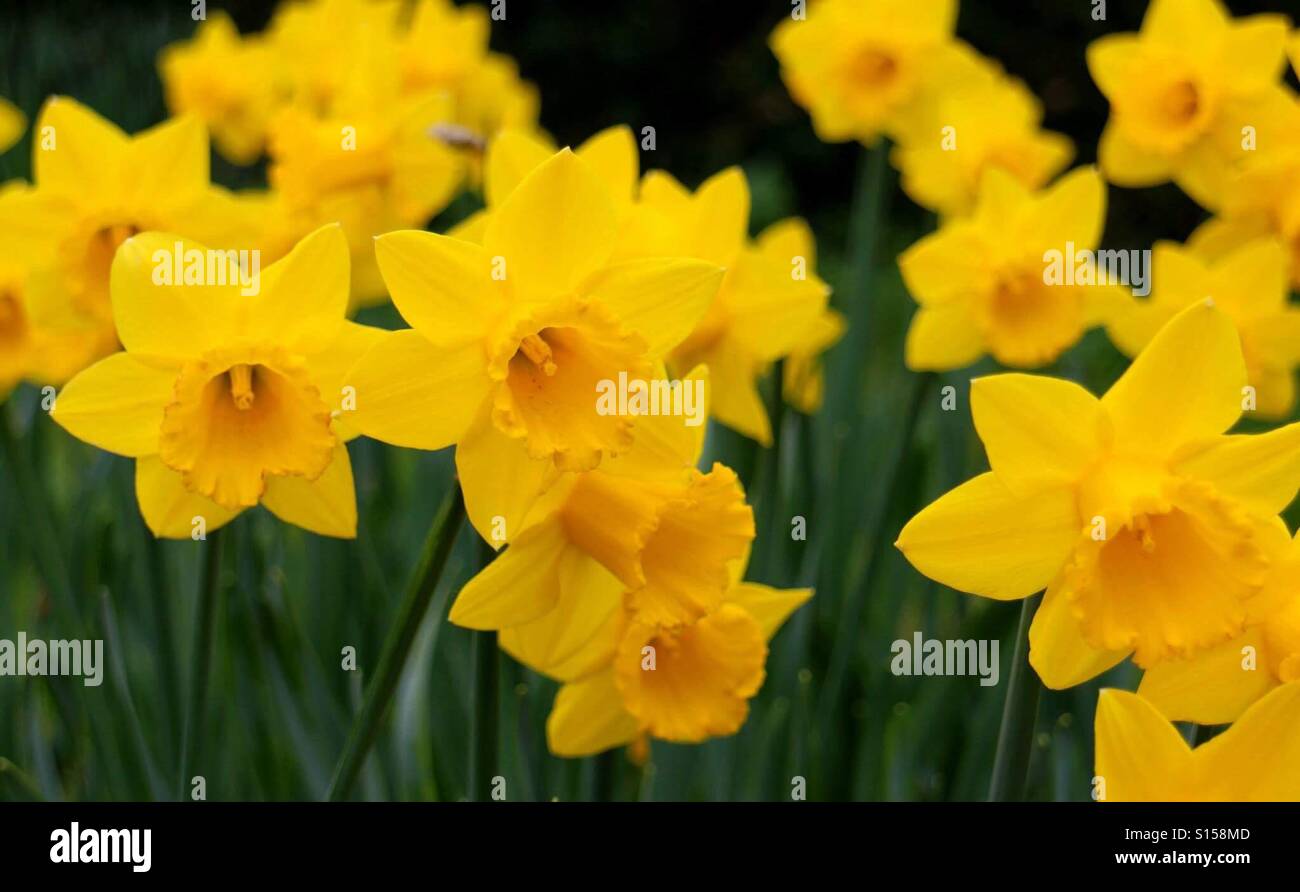 Field of Daffodils Stock Photo - Alamy