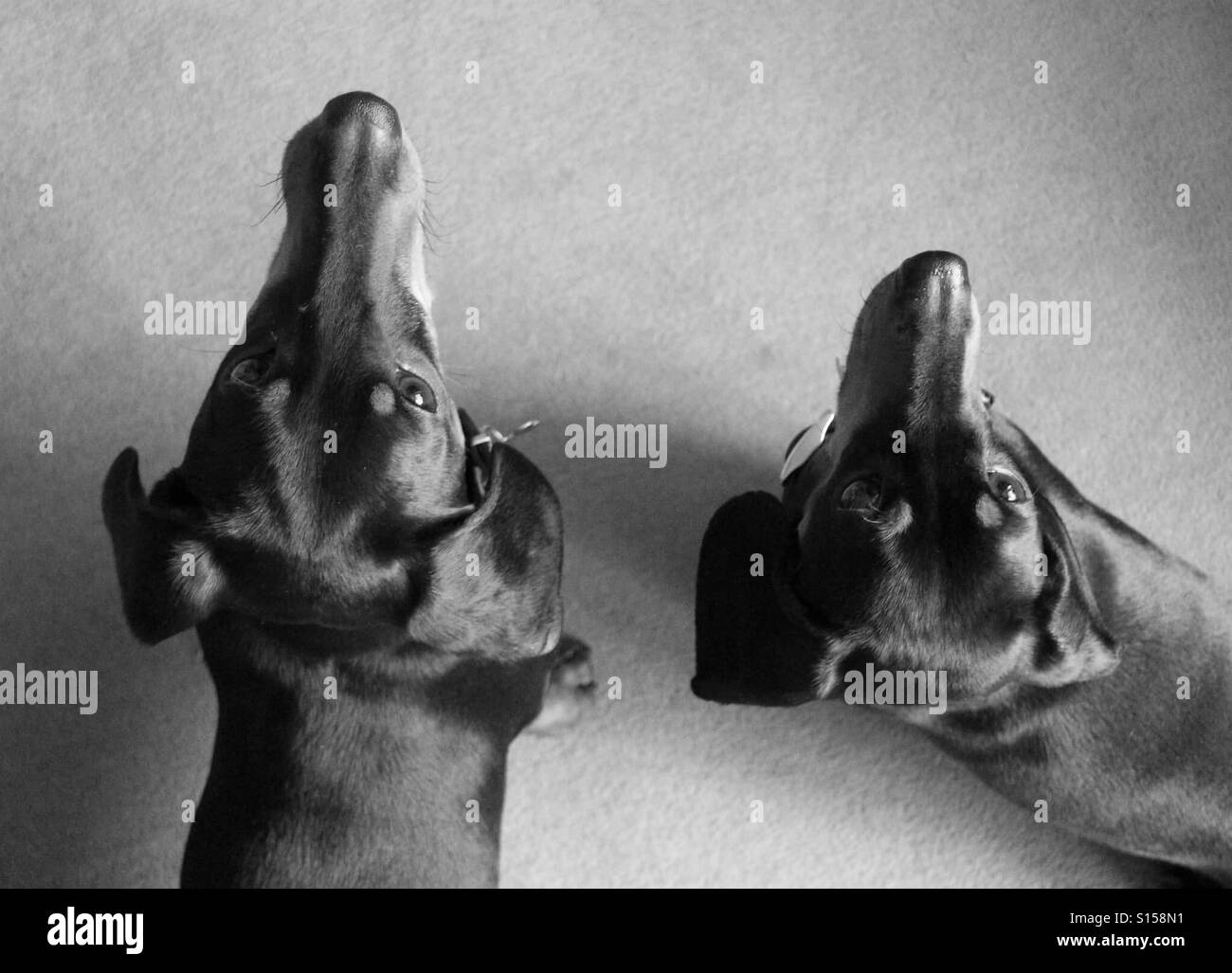 Two friends funny Black and White Stock Photos & Images - Alamy