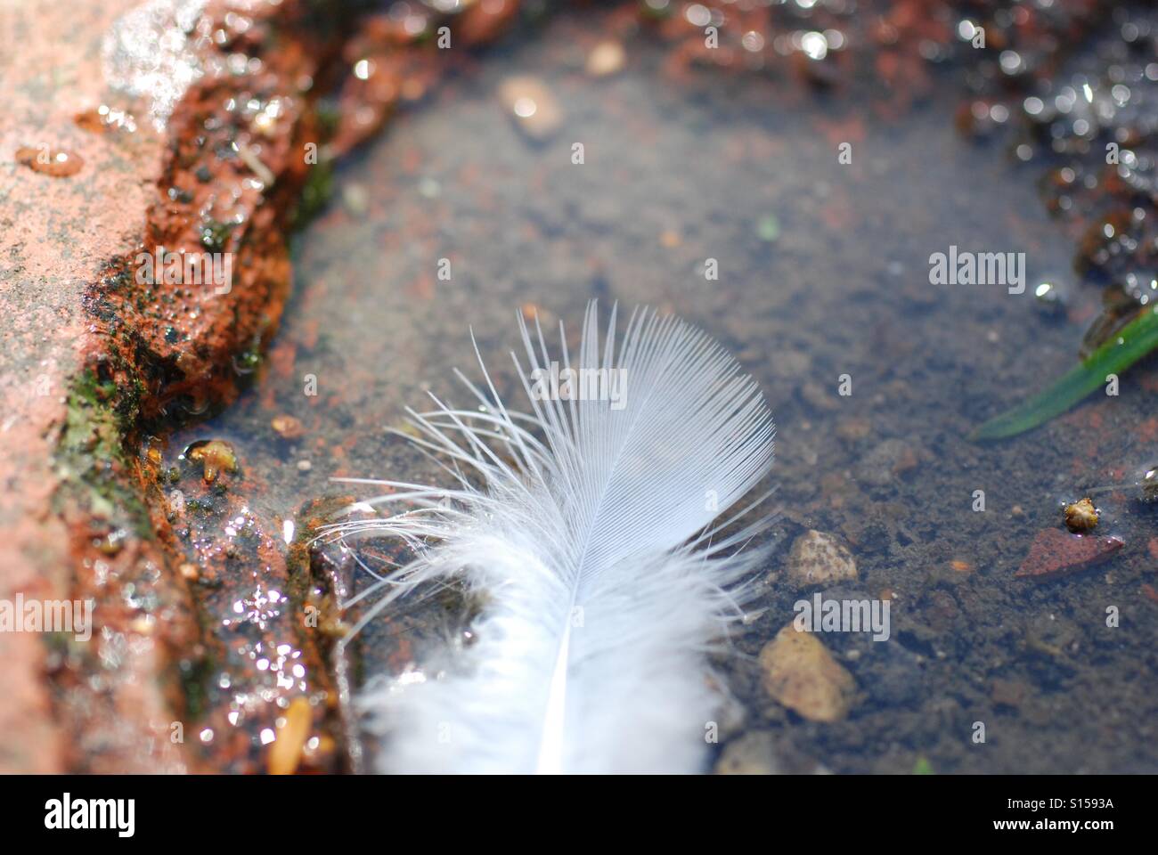 Feather and water hi-res stock photography and images - Alamy