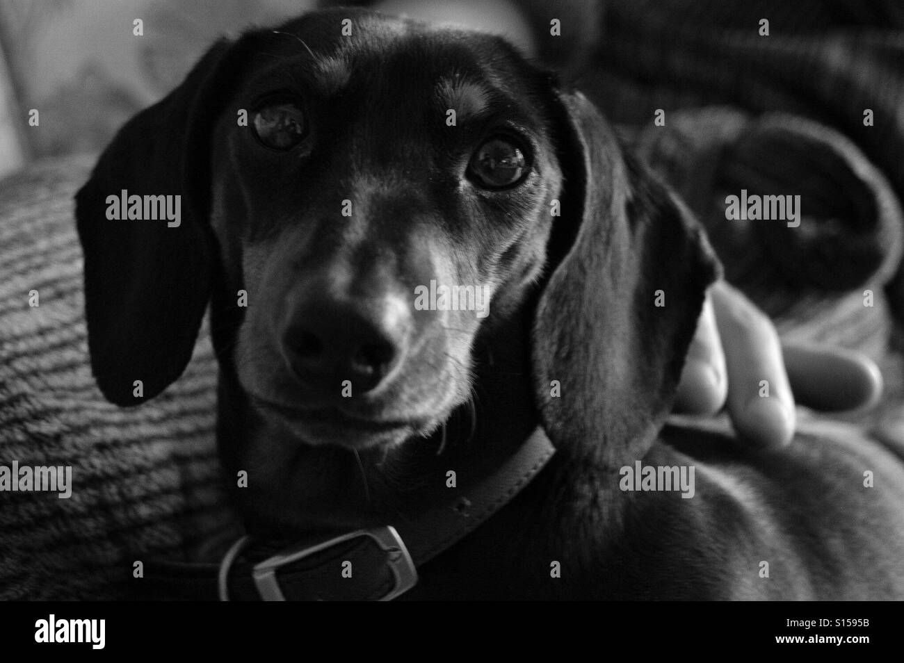 Black sausage dog Black and White Stock Photos & Images - Alamy
