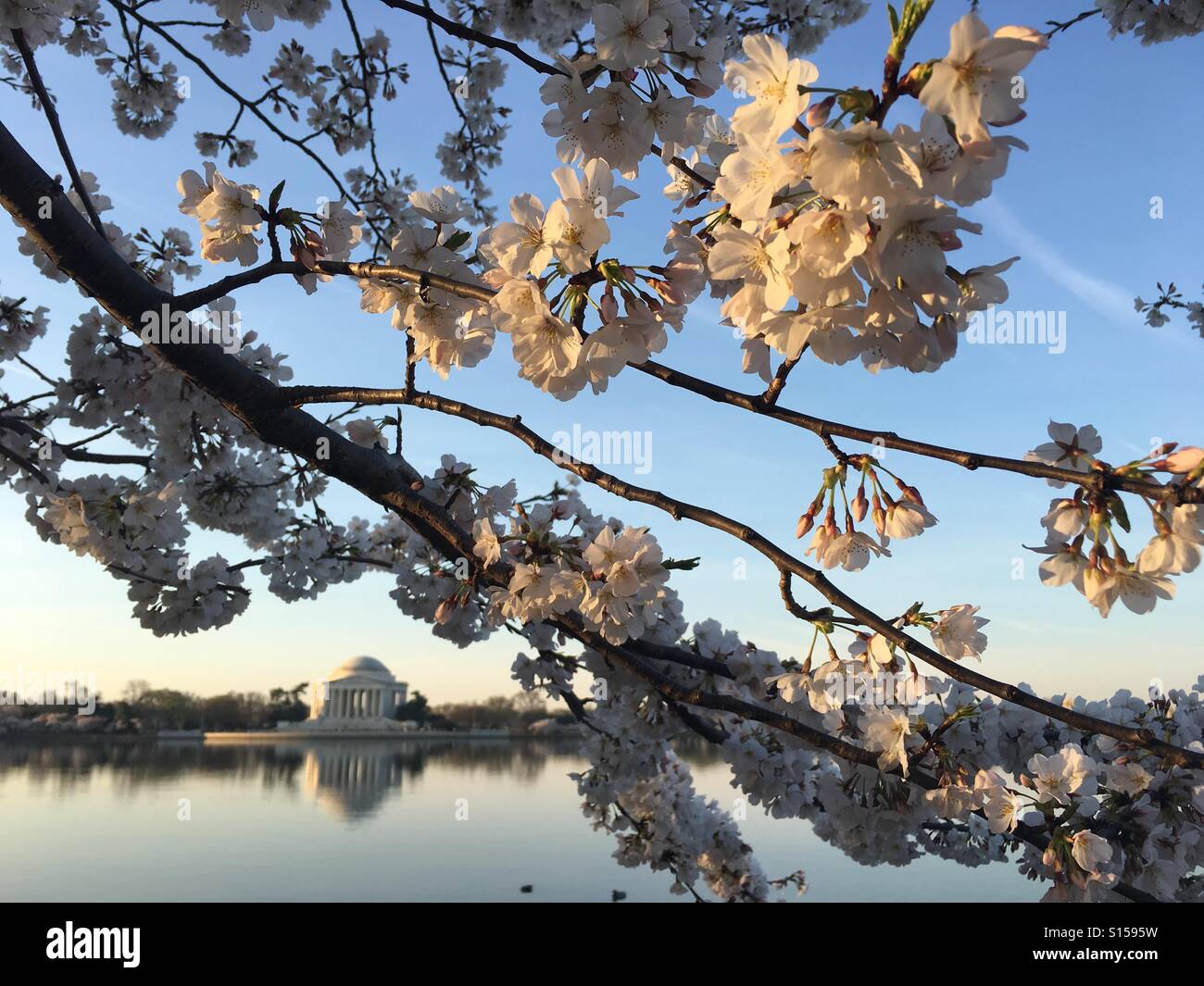 Dc cherry blossoms hi-res stock photography and images - Alamy
