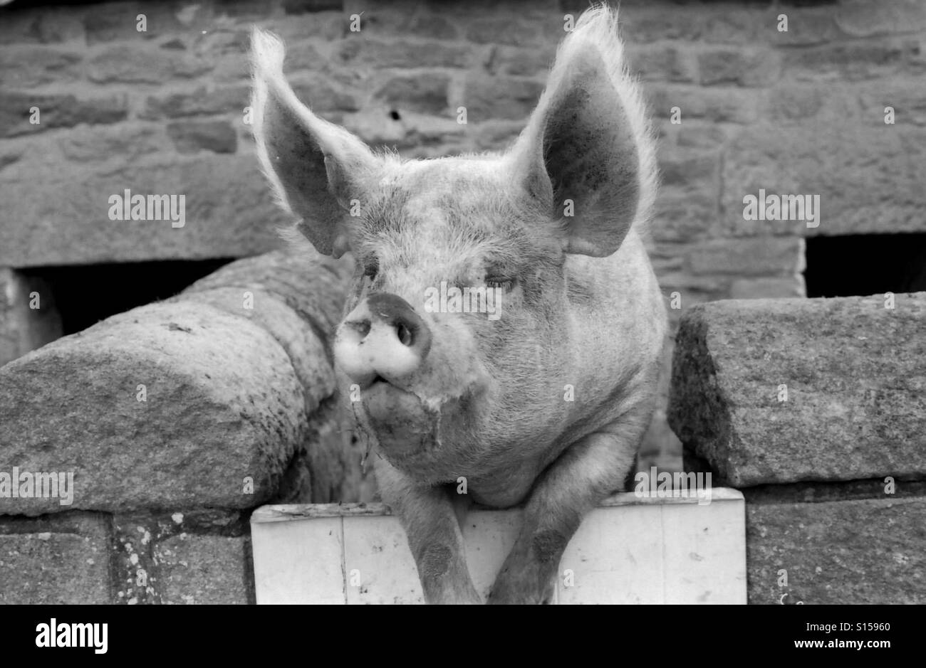 Pig Stye Stock Photos & Pig Stye Stock Images - Alamy