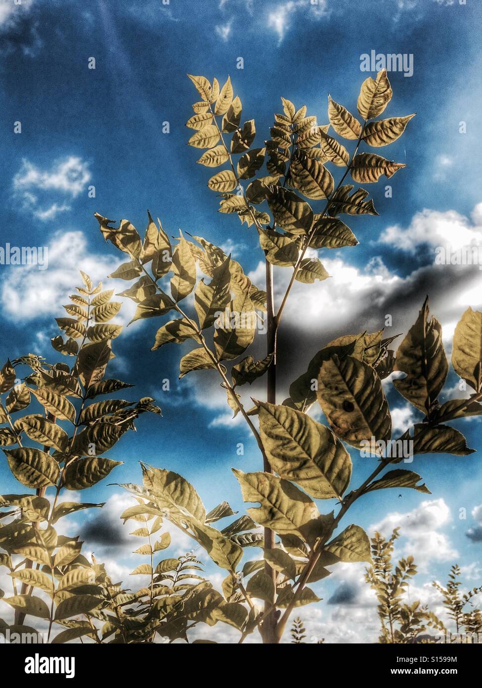 Ash sapling hi-res stock photography and images - Alamy