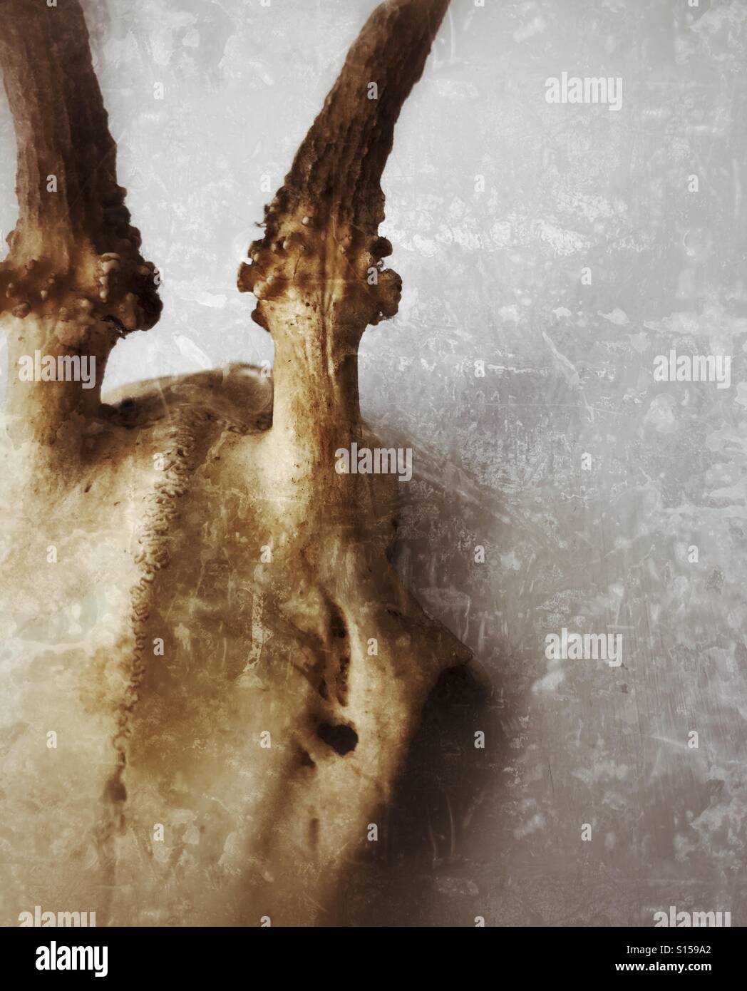 Skull texture hi-res stock photography and images - Alamy