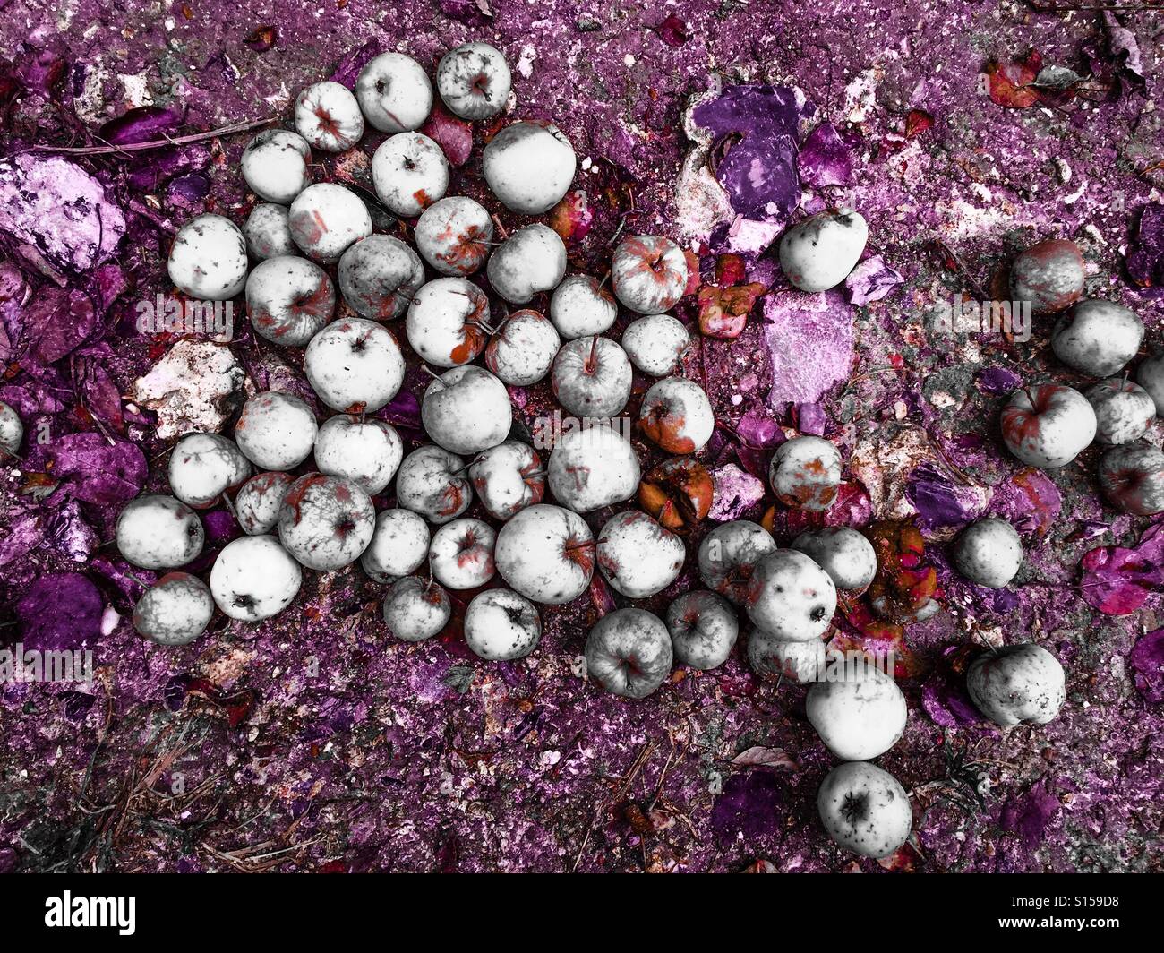 Apples fallen from the tree hi-res stock photography and images - Alamy