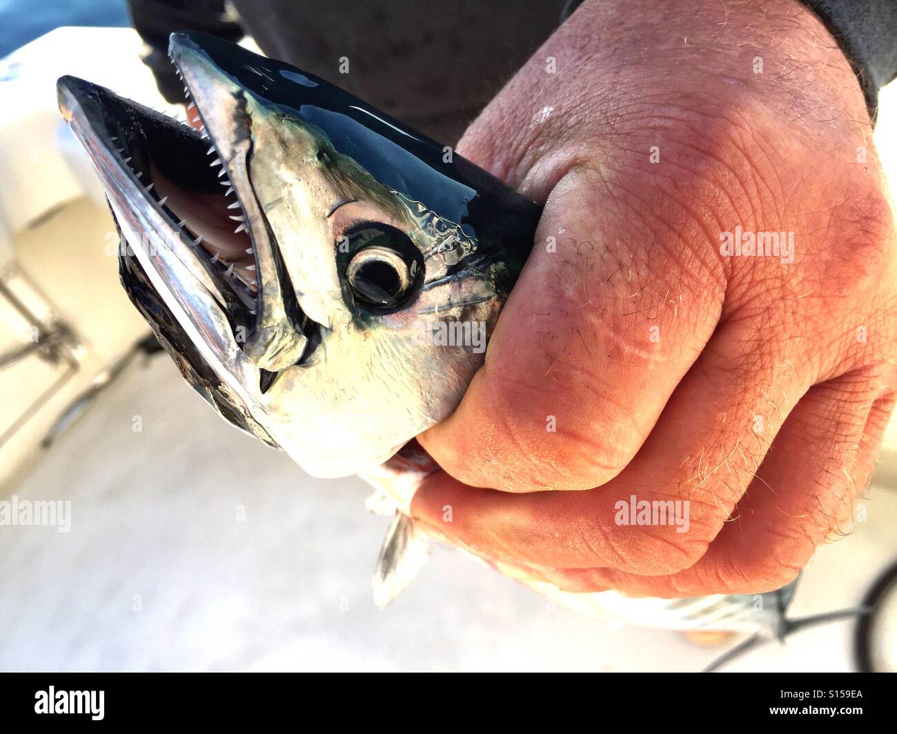 Animal gills hi-res stock photography and images - Alamy