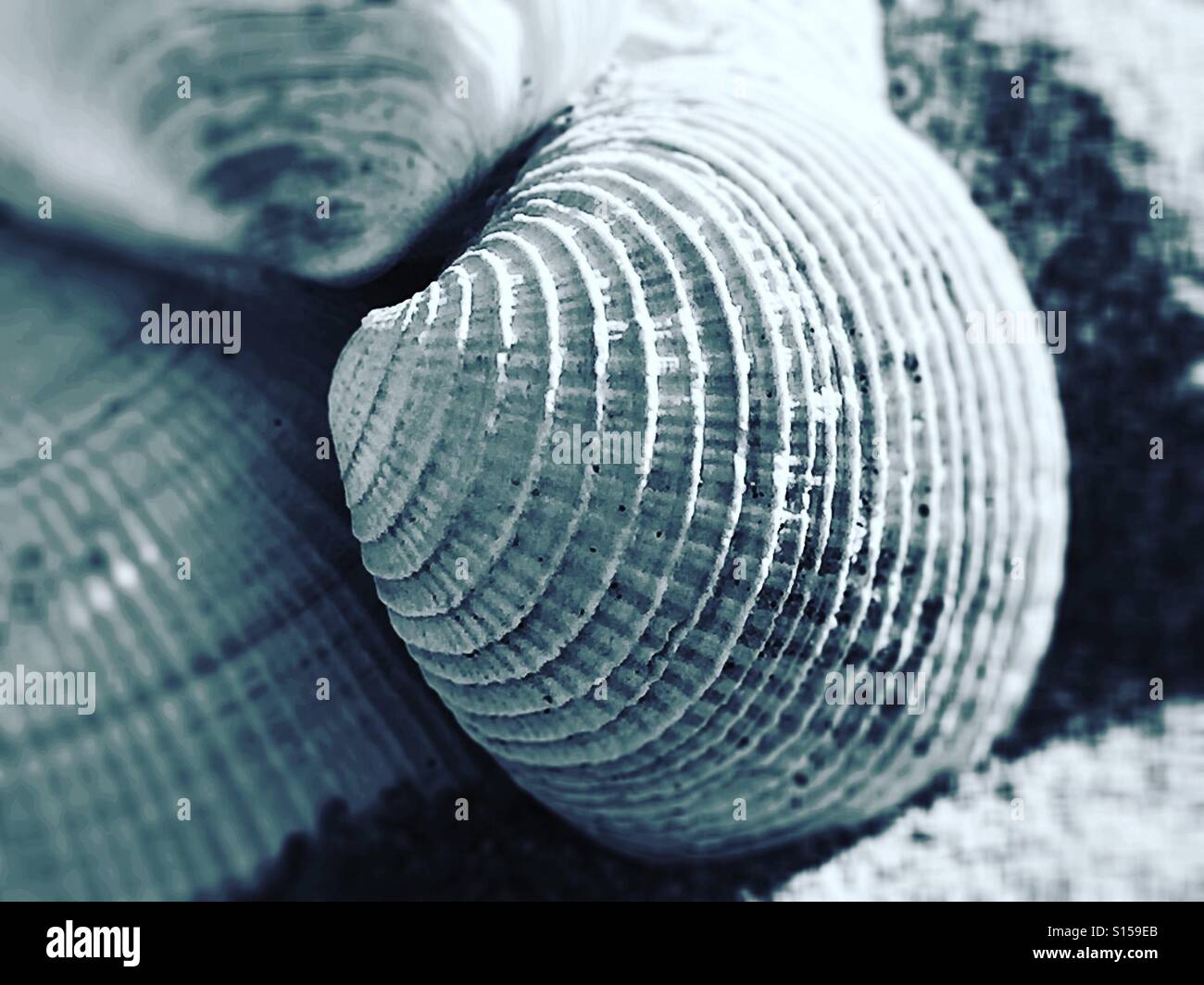 Pacific seashells hi-res stock photography and images - Alamy