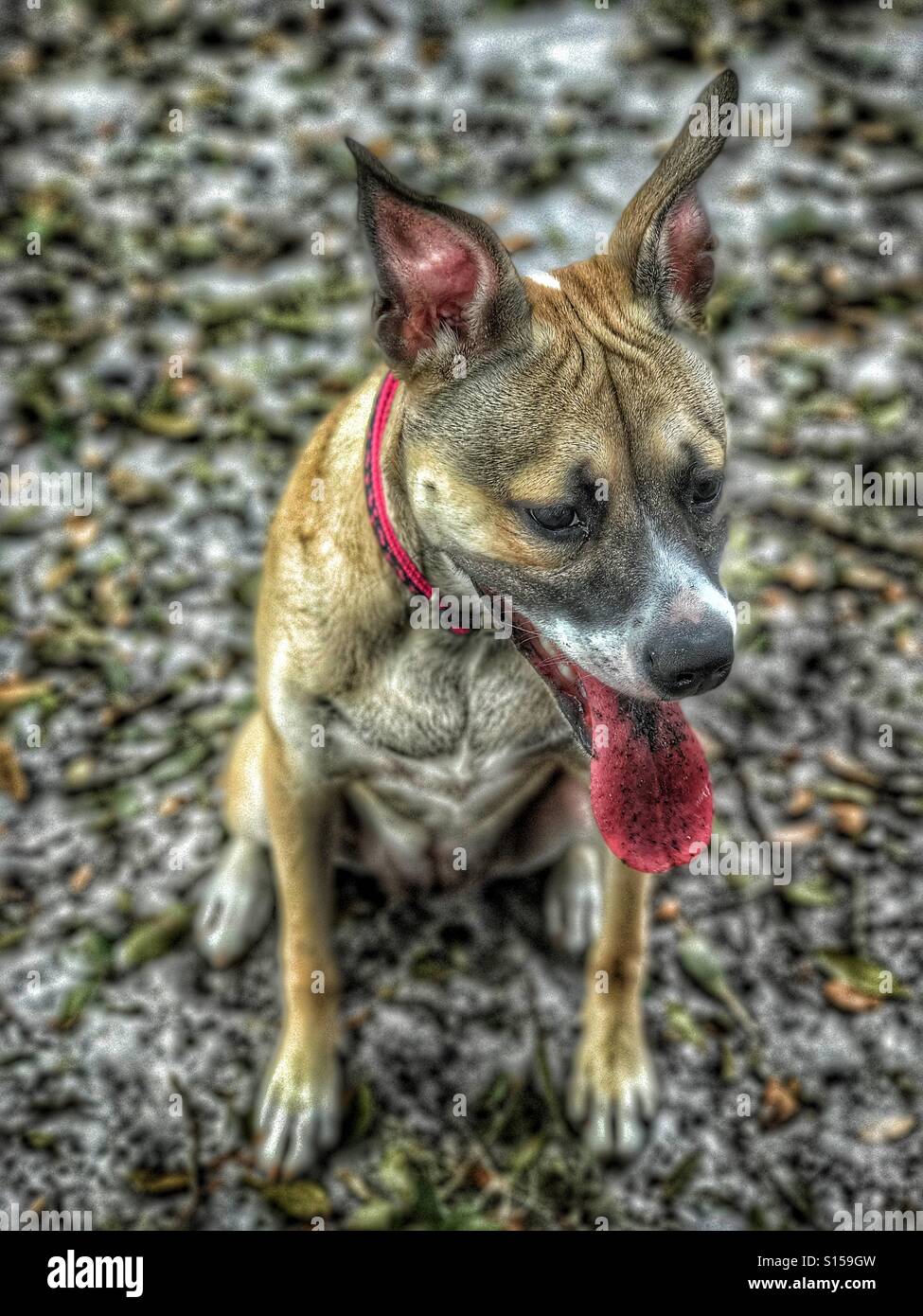 Panting dog hi-res stock photography and images - Alamy