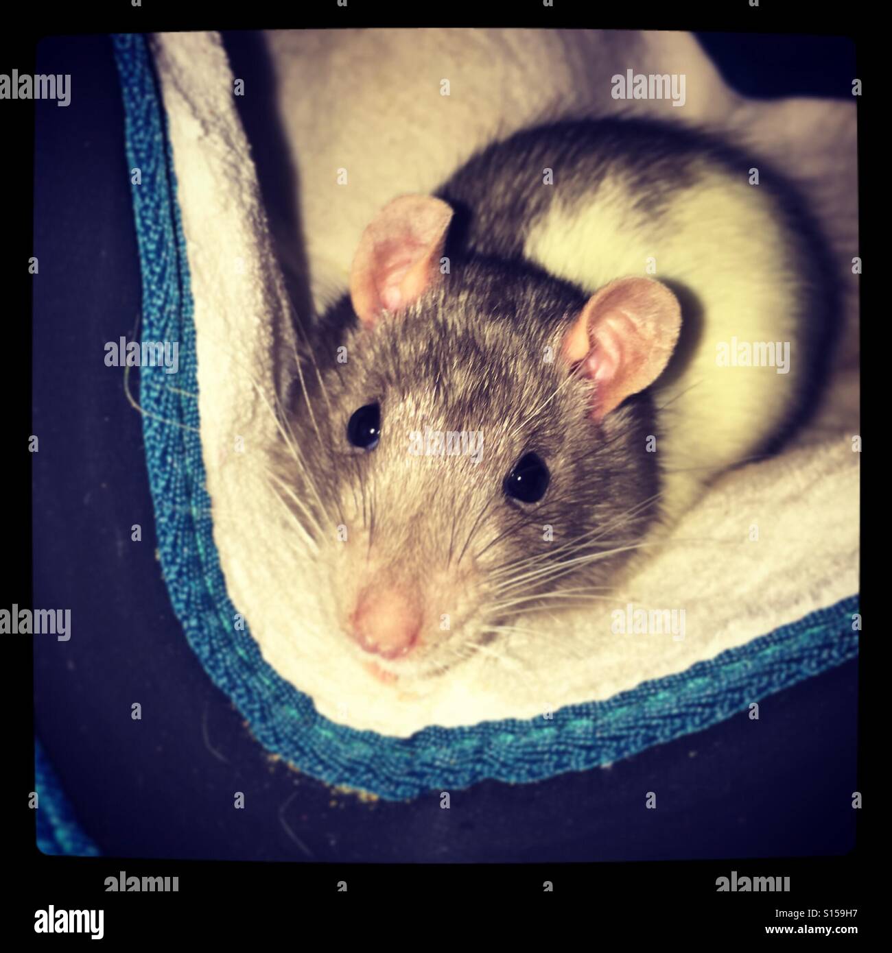 Rat nose hi-res stock photography and images - Alamy