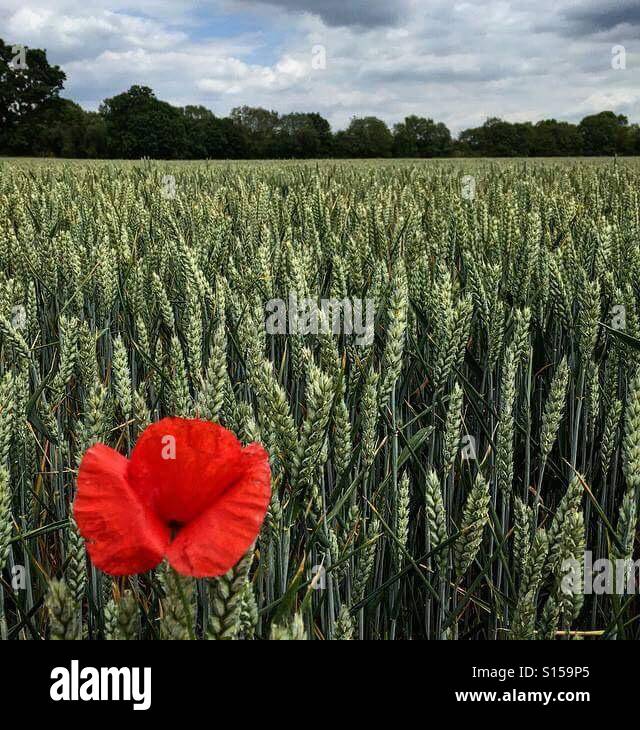 Single Poppy in Field Stock Photo - Alamy